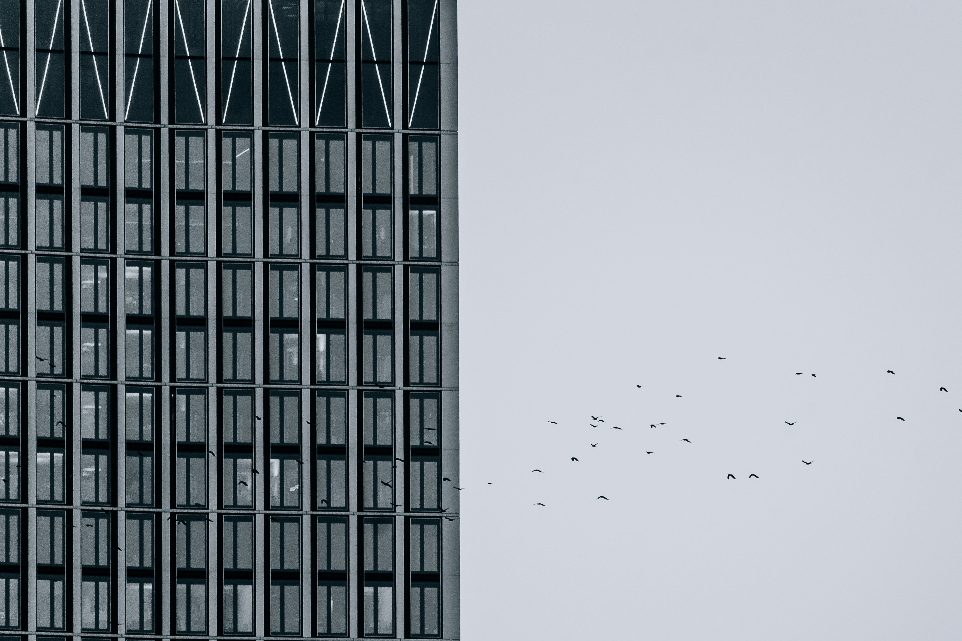 Gridline Facade with a V formation of Birds