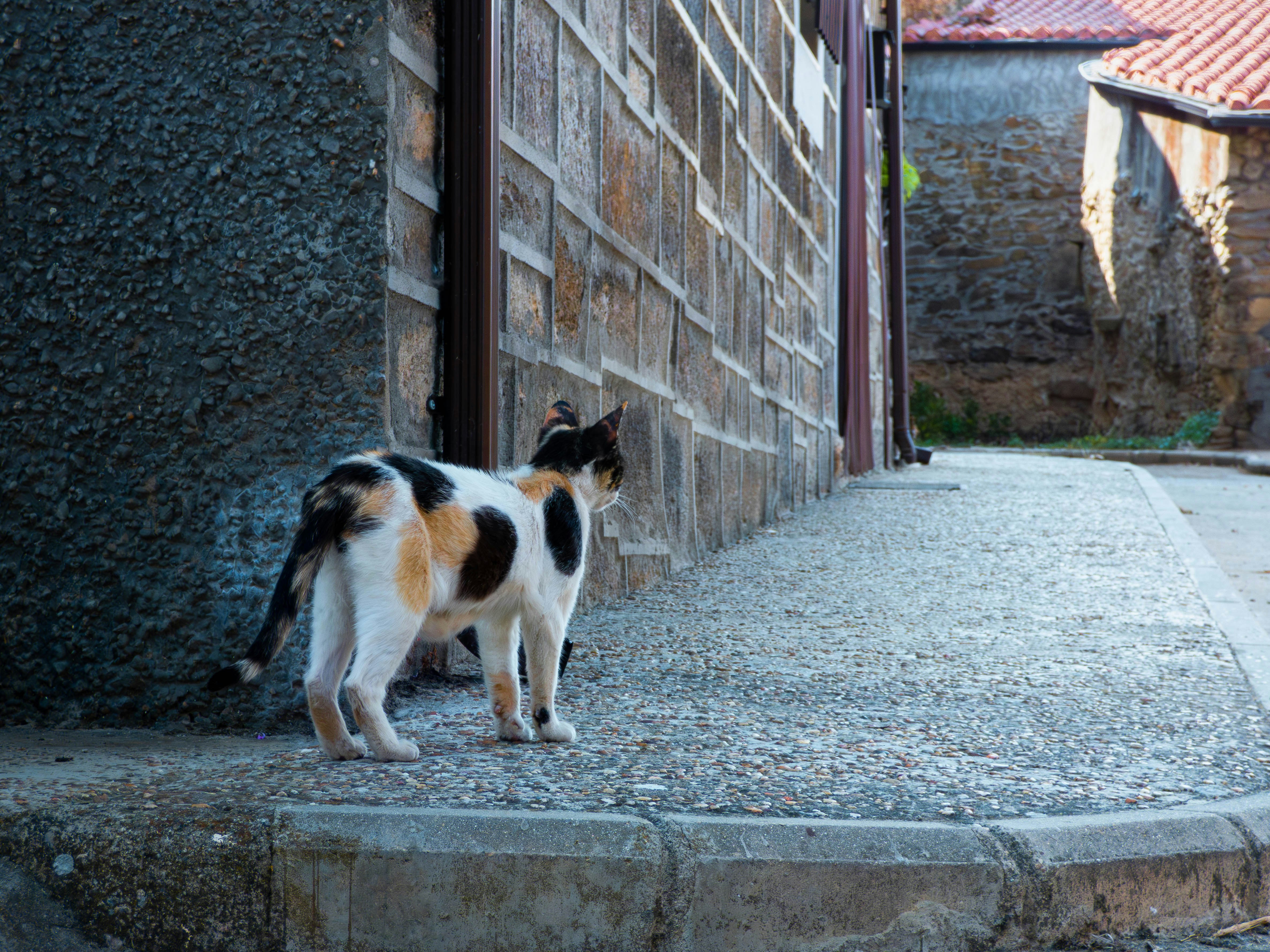 Calico cat stands at the curb of a narrow stone alley, sniffing the air as textured walls frame the scene. This photograph captures a quiet moment on a sunlit urban side street.