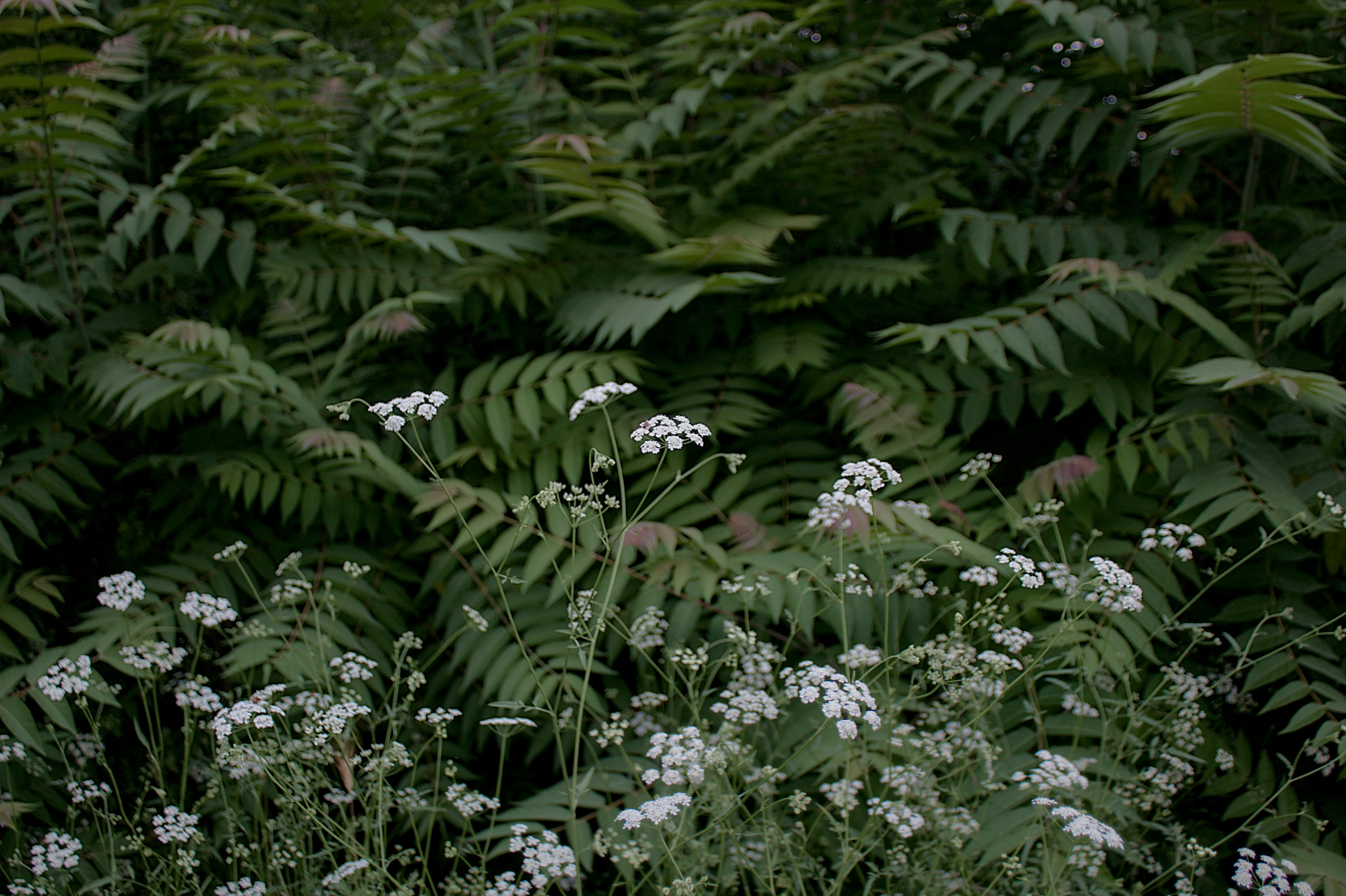 White Wildflowers in a Fern-Laced Understory