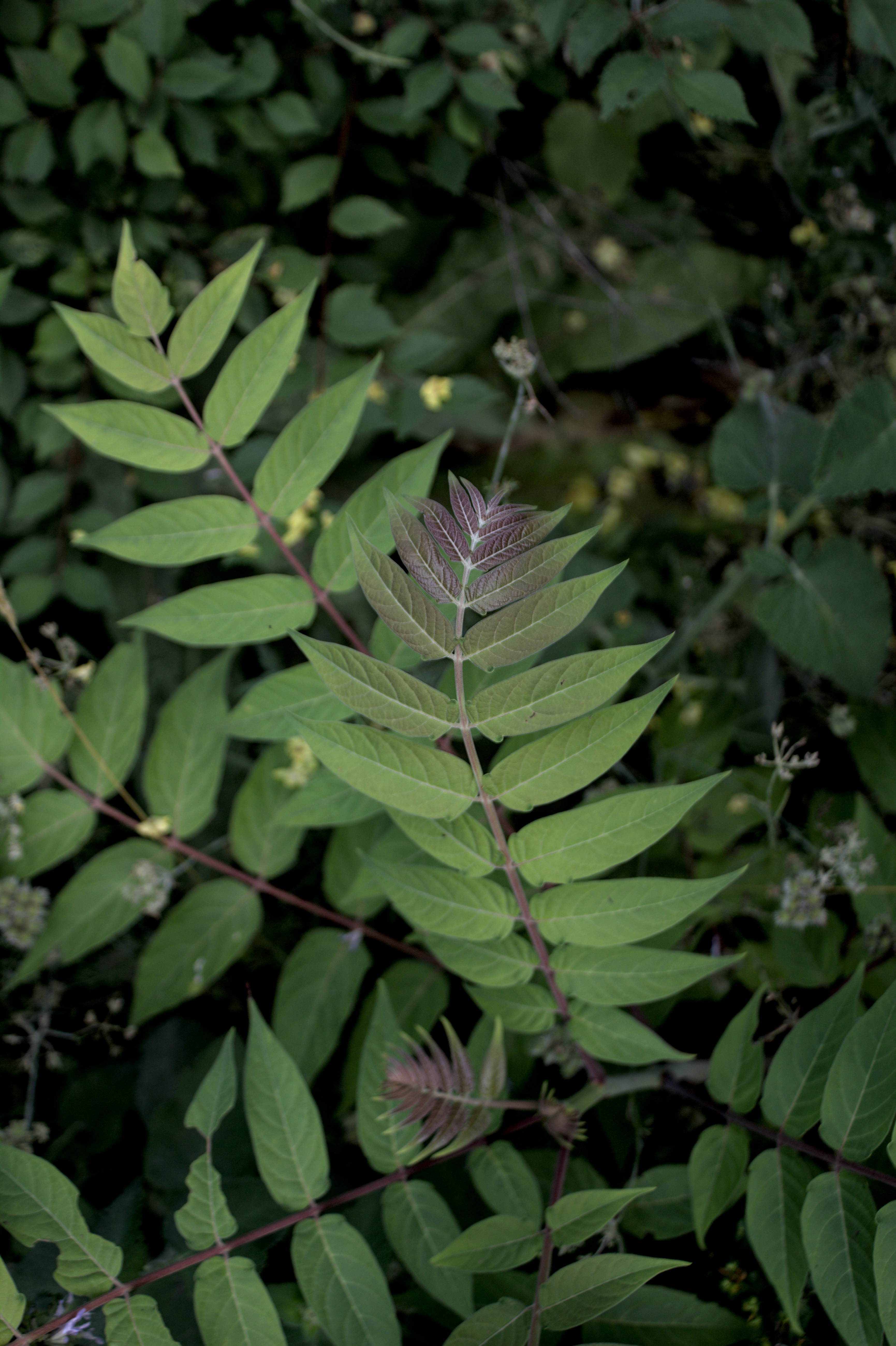 Close-up photograph of lush compound leaves with purple-tinged new growth along slender burgundy stems, set against a dark leafy background.