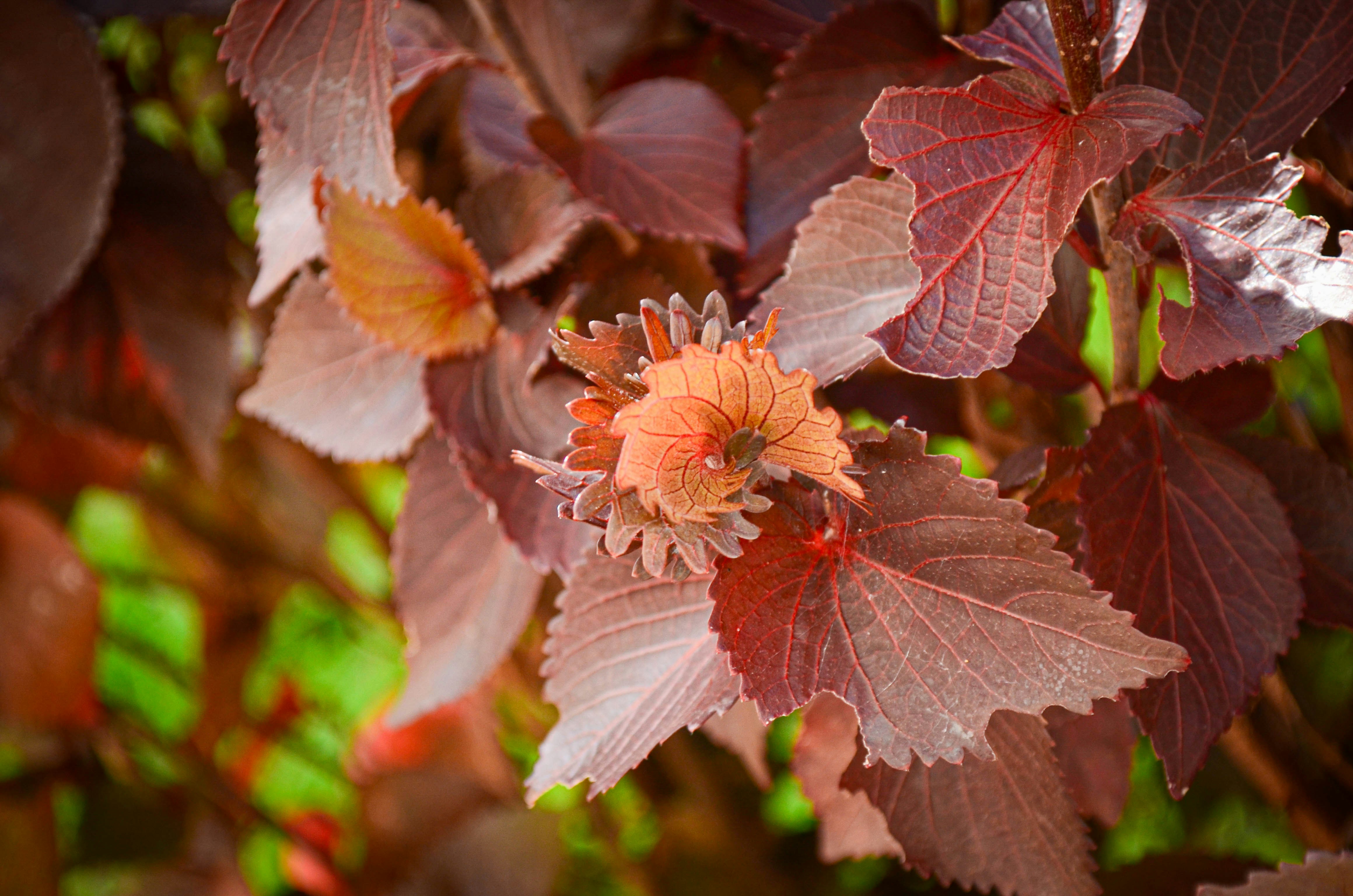 Ember Rosette Amid Velvet Leaves