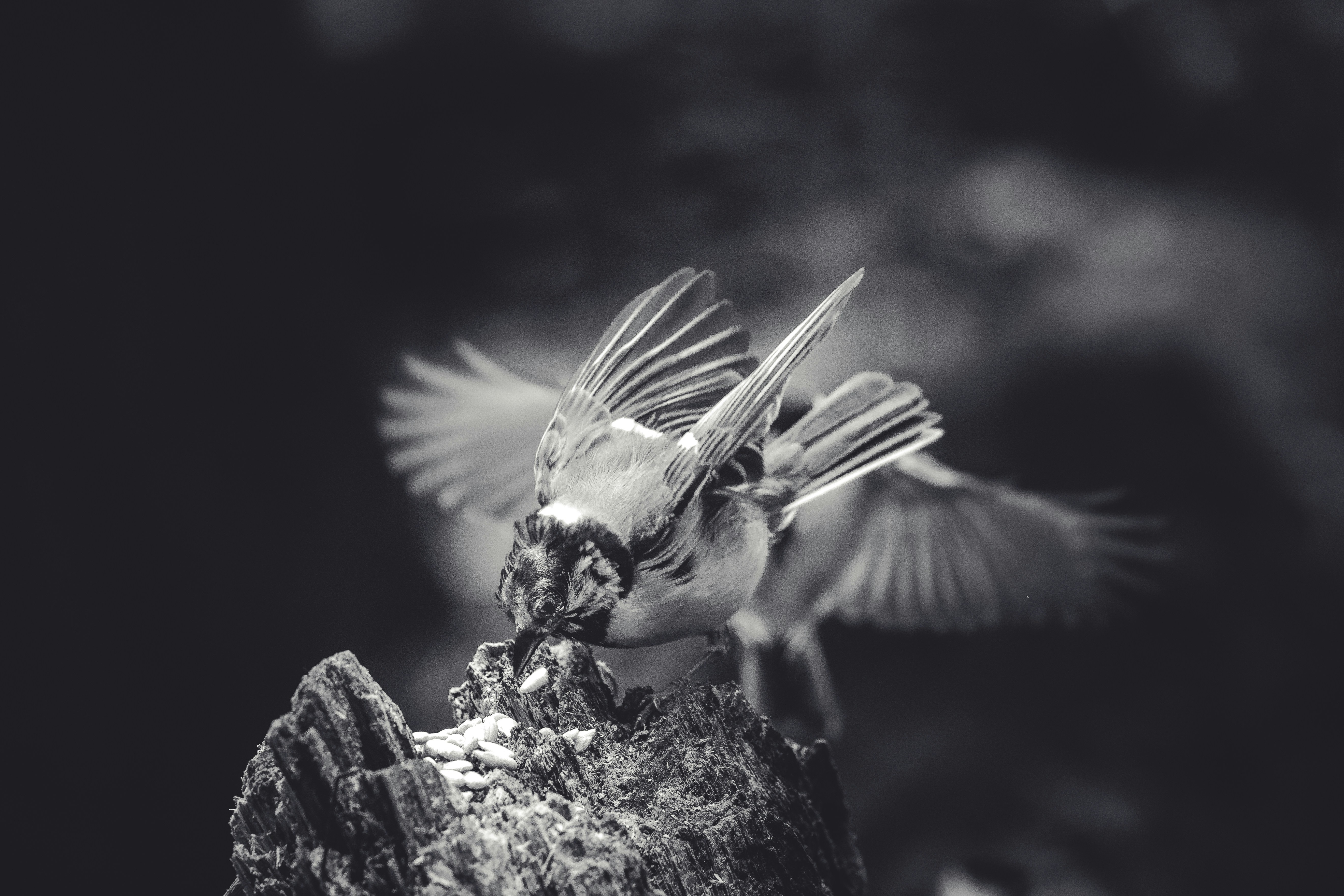 Bird on a Weathered Throne: A Black-and-White Moment