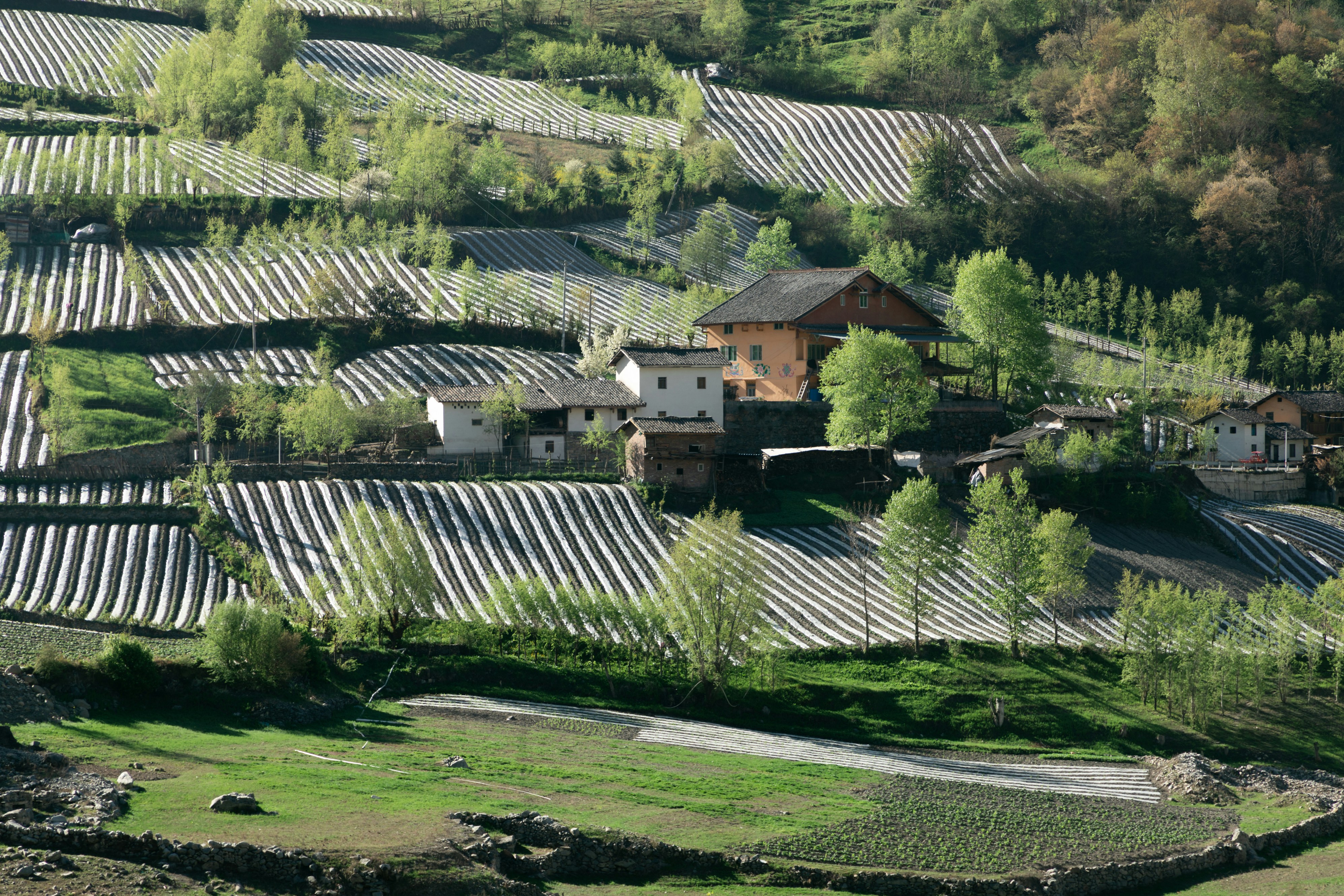 Silvery Terraces and a Quiet Hilltop Hamlet