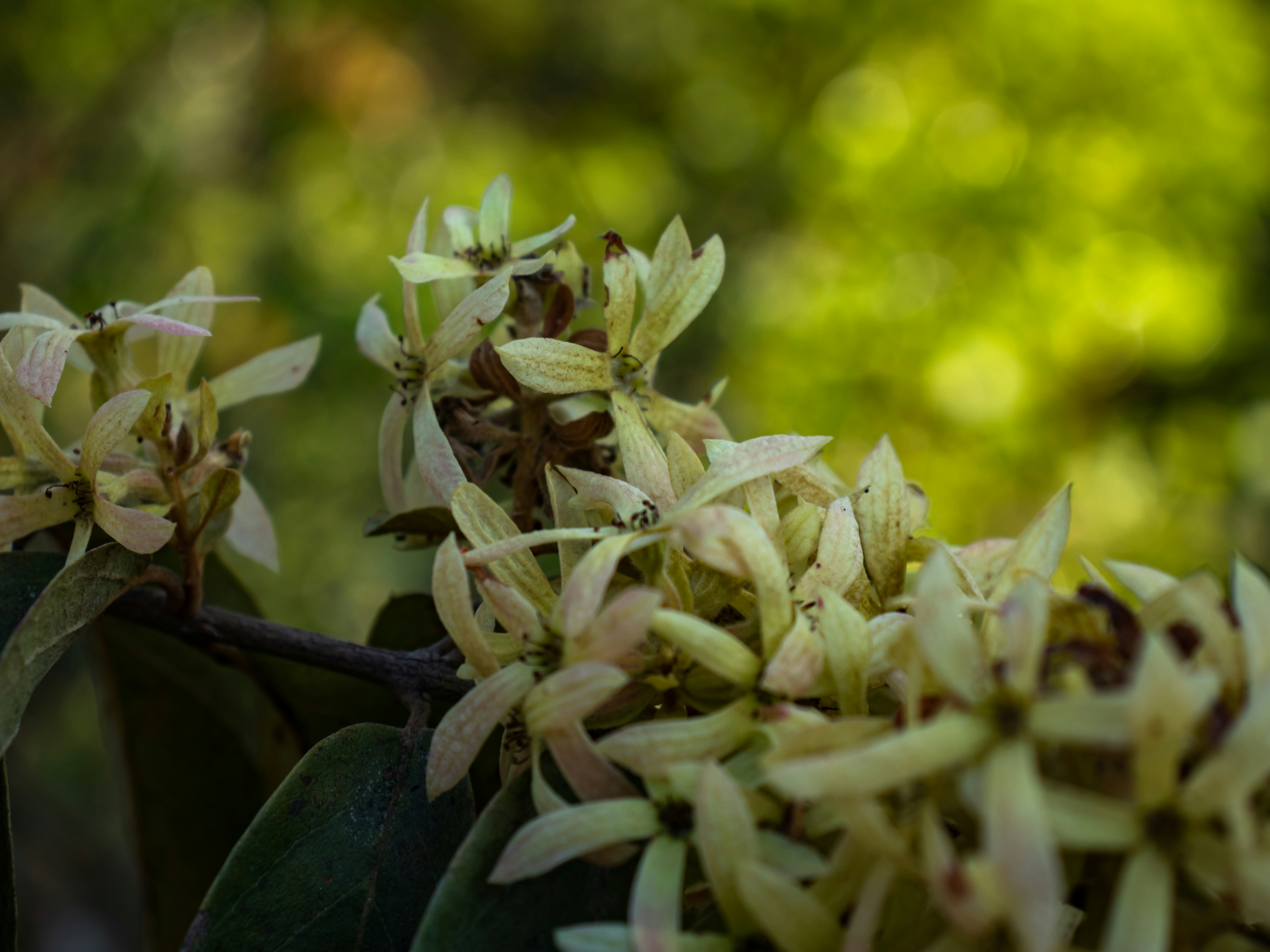 Blossoms in Quiet Focus: A Subtle Garden Close-Up