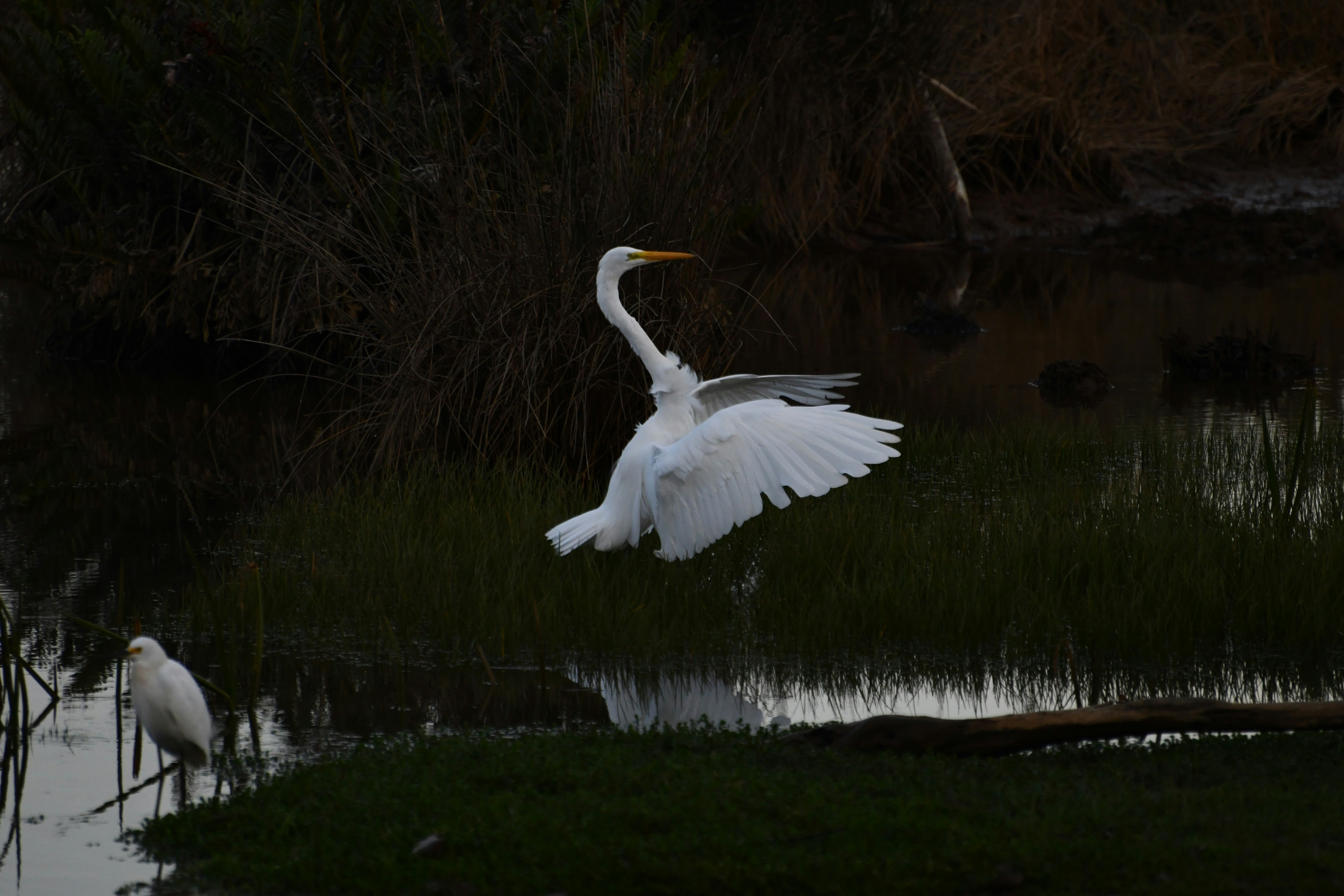 A large white bird flying over a body of water photo – Free Land Image ...