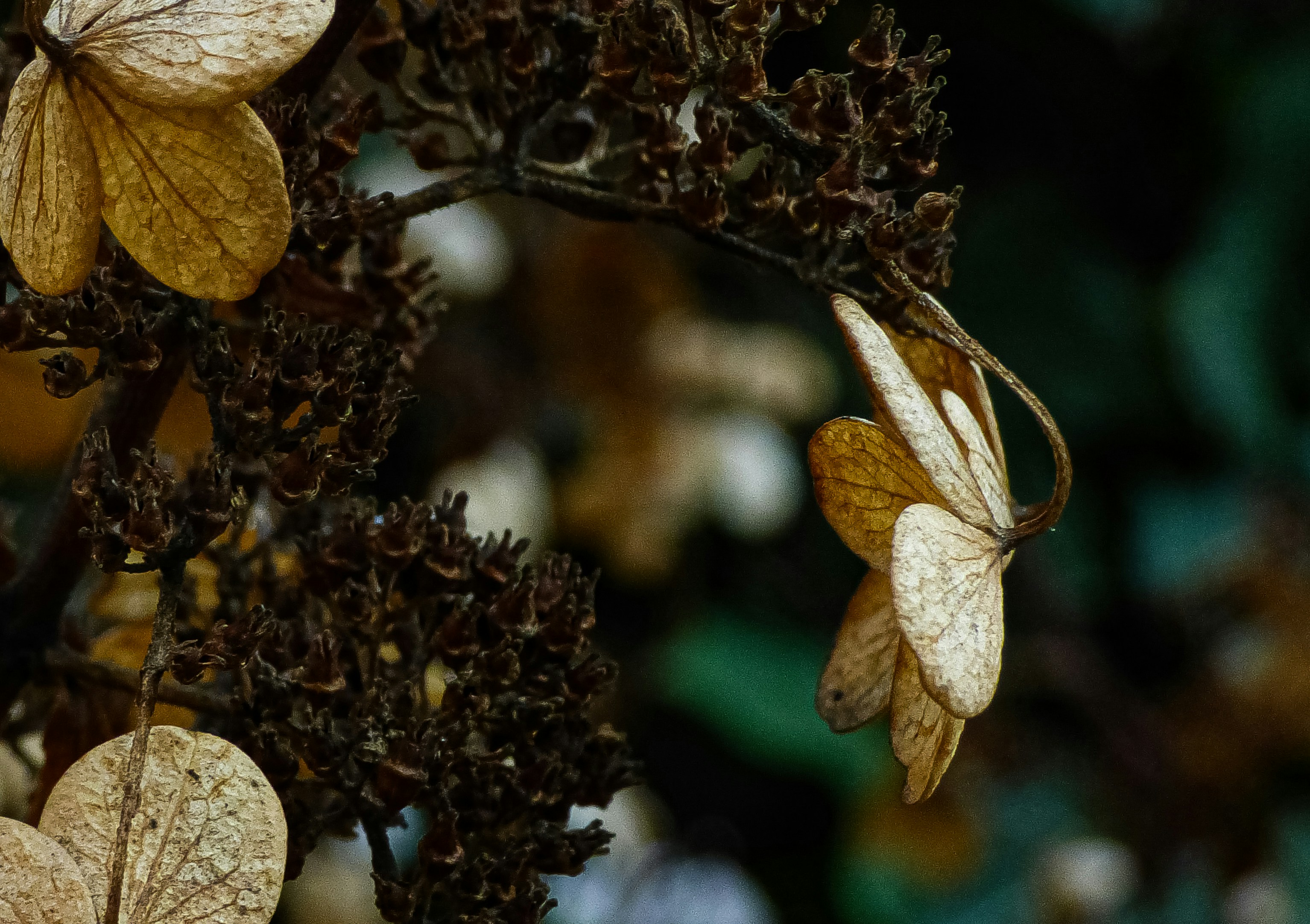 Close-up photograph of dried hydrangea bracts and seed clusters with a shallow depth of field against a dark background.