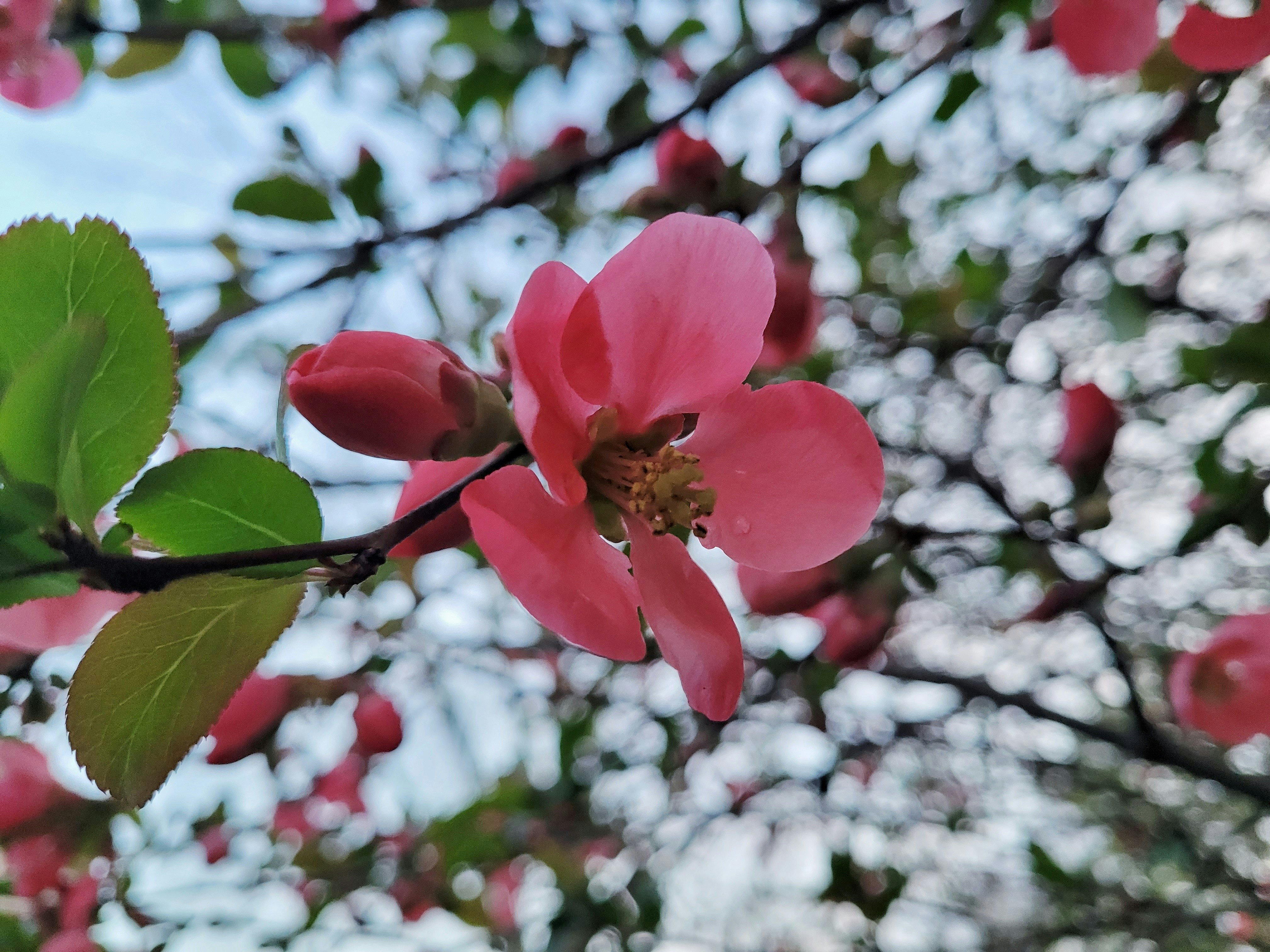 Delicate pink blossoms adorned with lush green leaves, set against a soft sky backdrop.