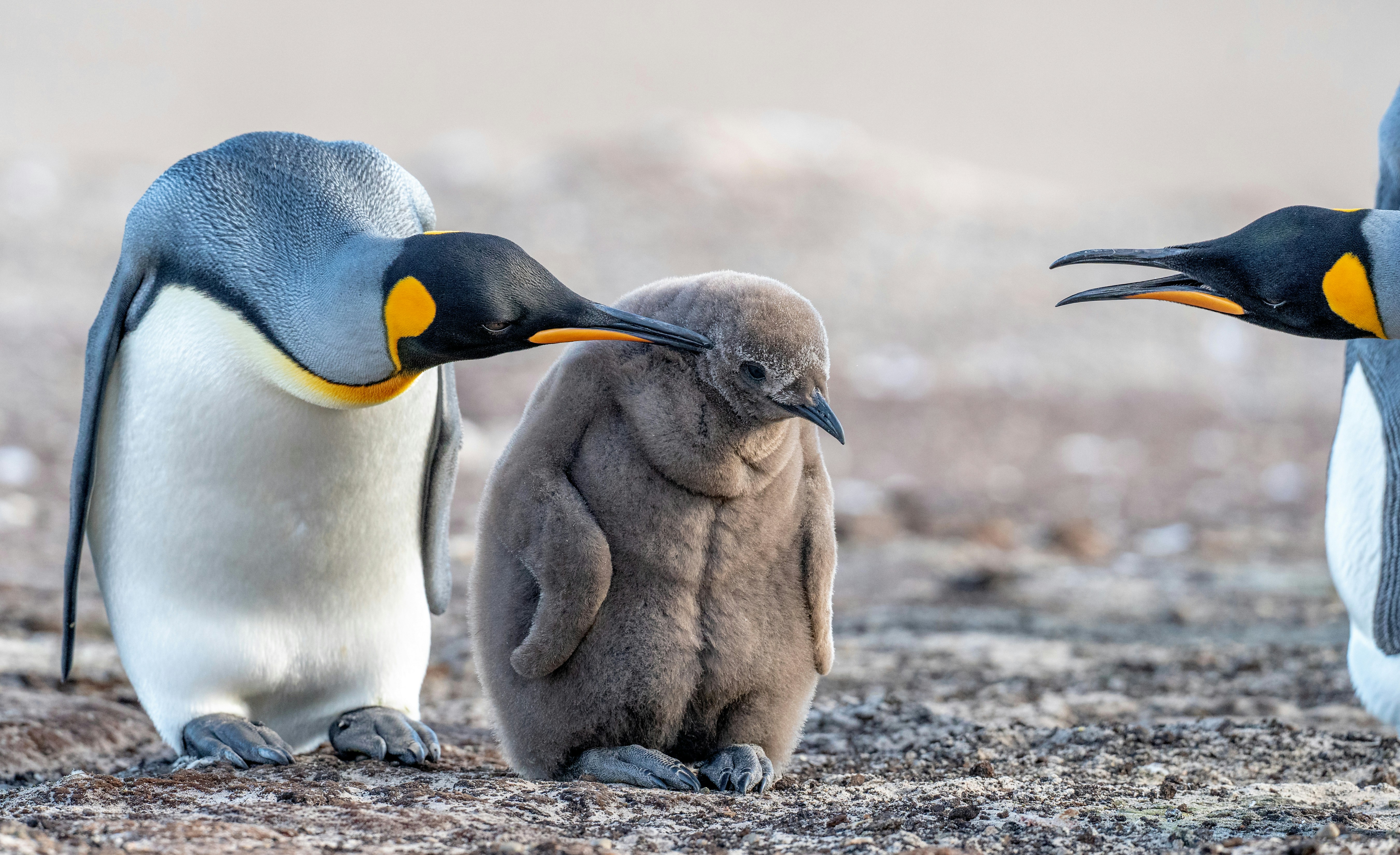 A couple of penguins standing next to each other photo – Free Penguin ...