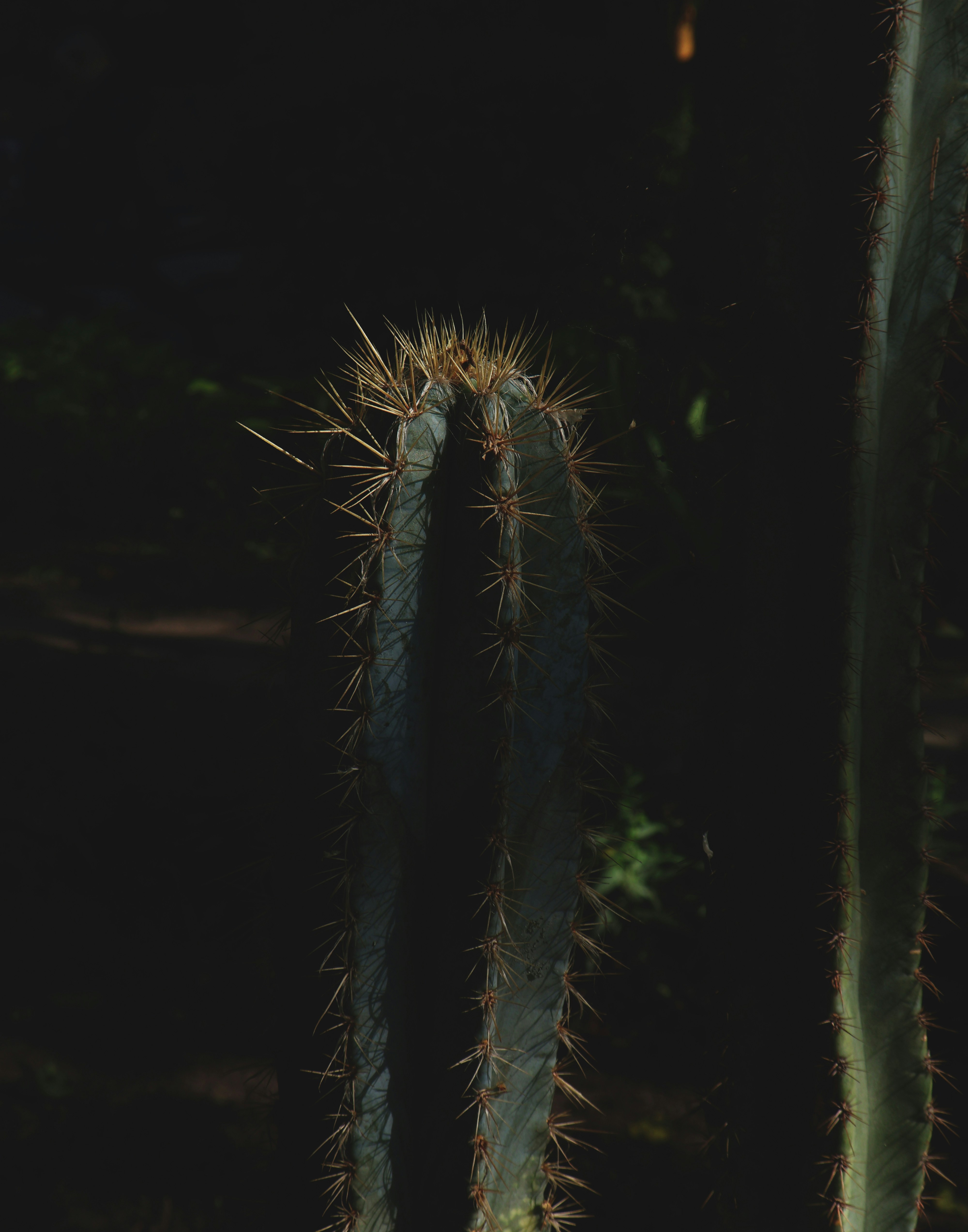 A close up of a cactus in the dark photo – Free Green Image on Unsplash