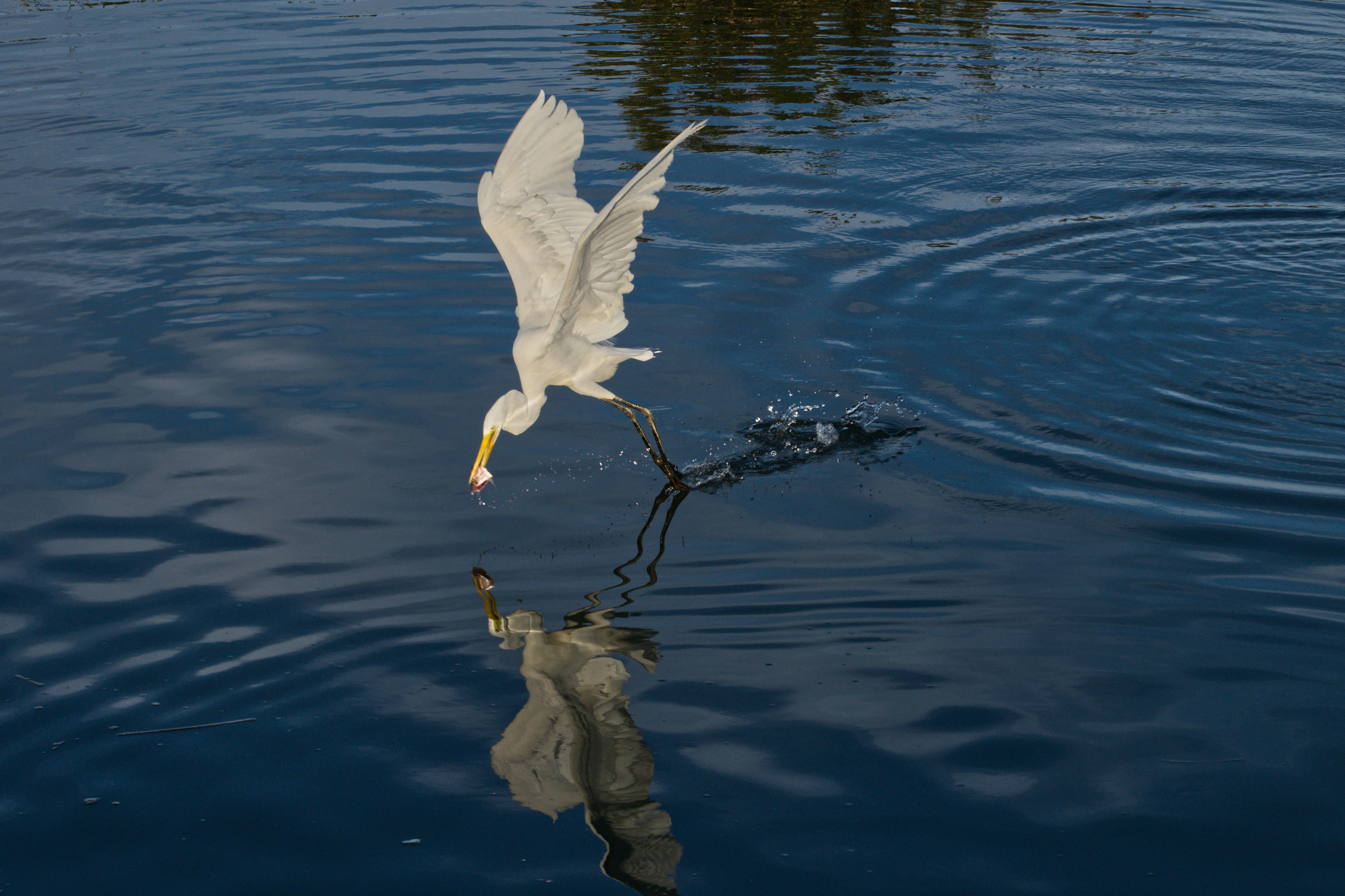 Silvery Wingtips and a Golden Beak: a Gannet's Gleaming Takeoff