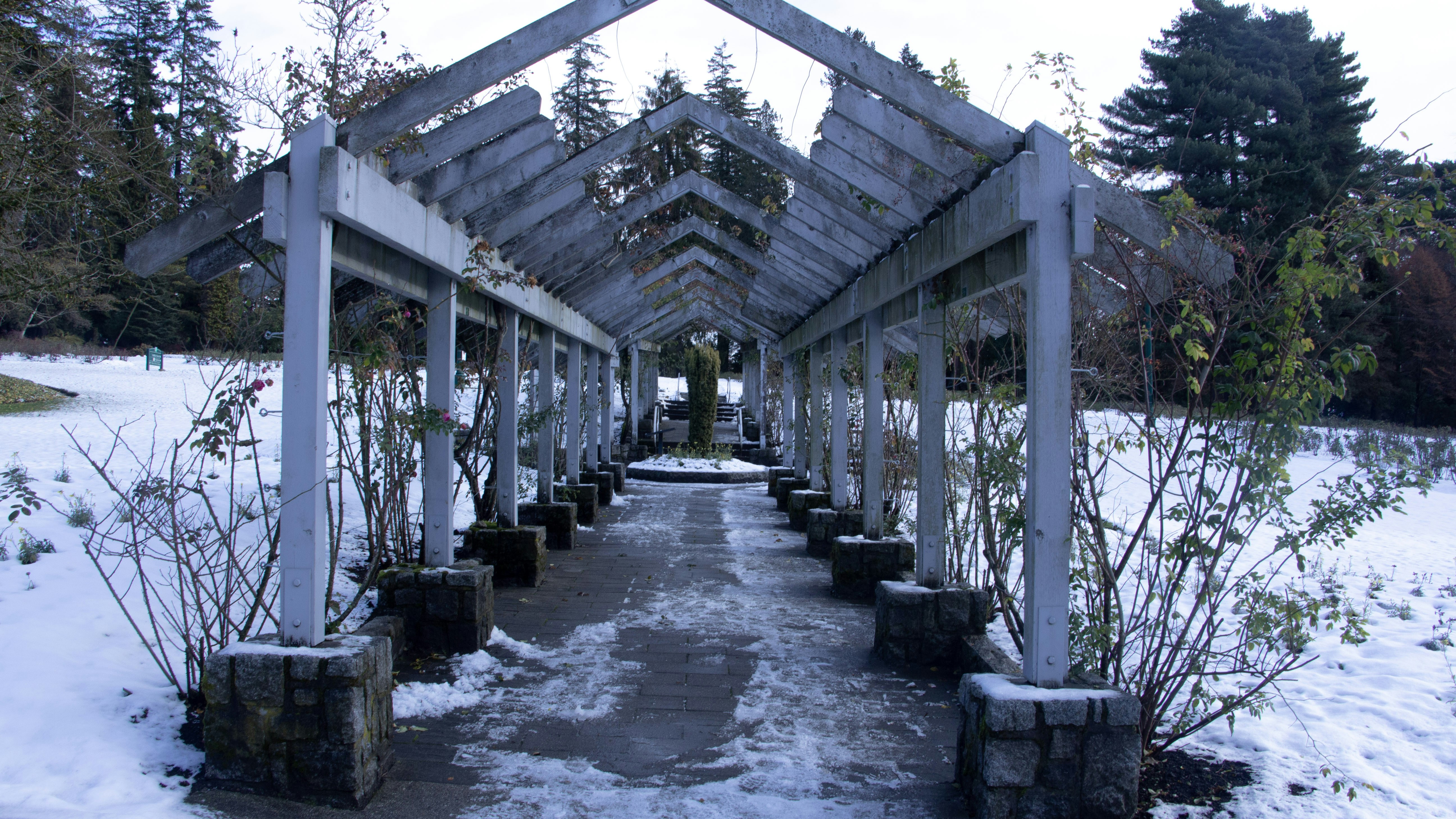 A snow covered walkway lined with trees and plants photo – Free Housing ...