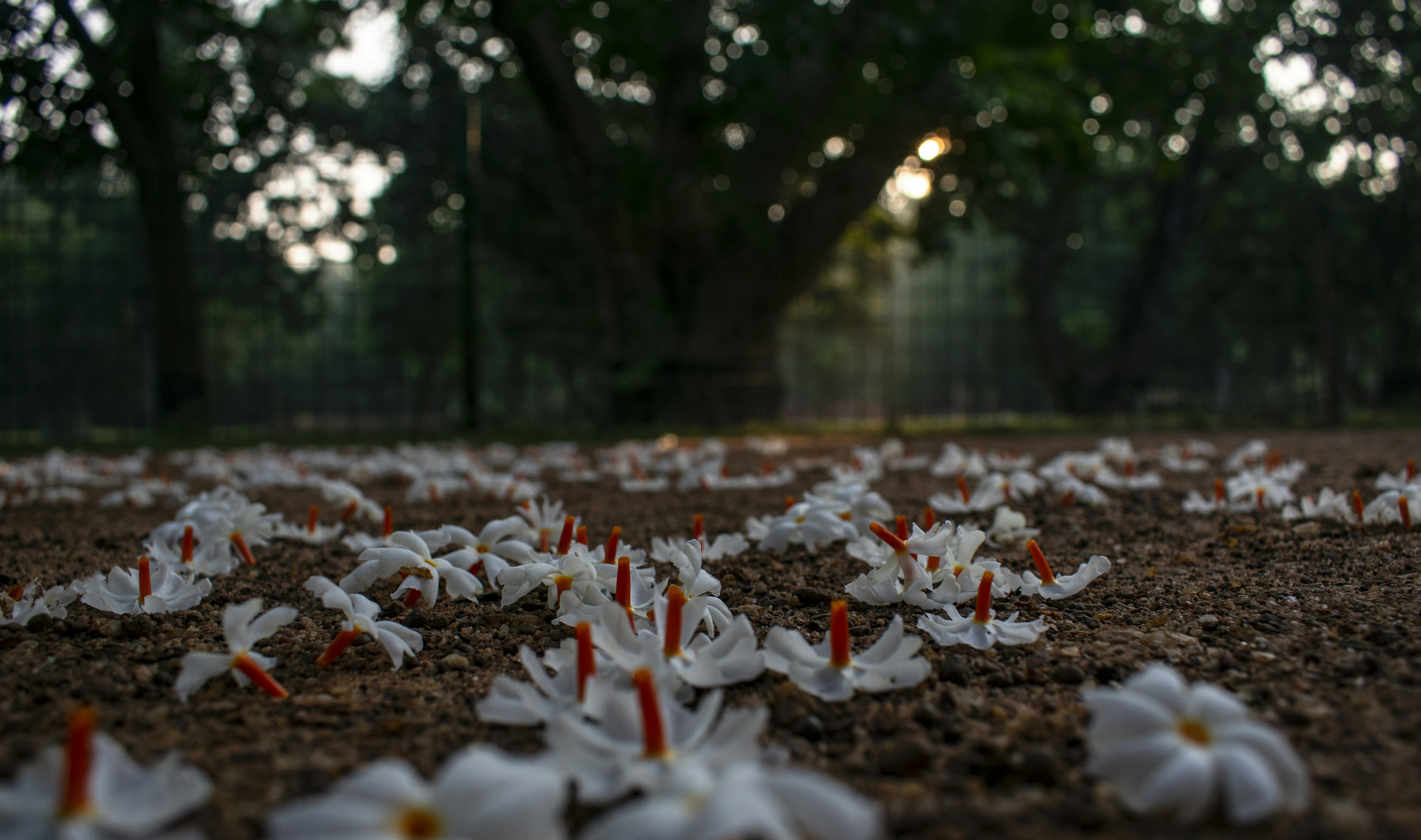 First Bloom at Dusk: Flowers Streak the Ground Beneath a Shaded Park