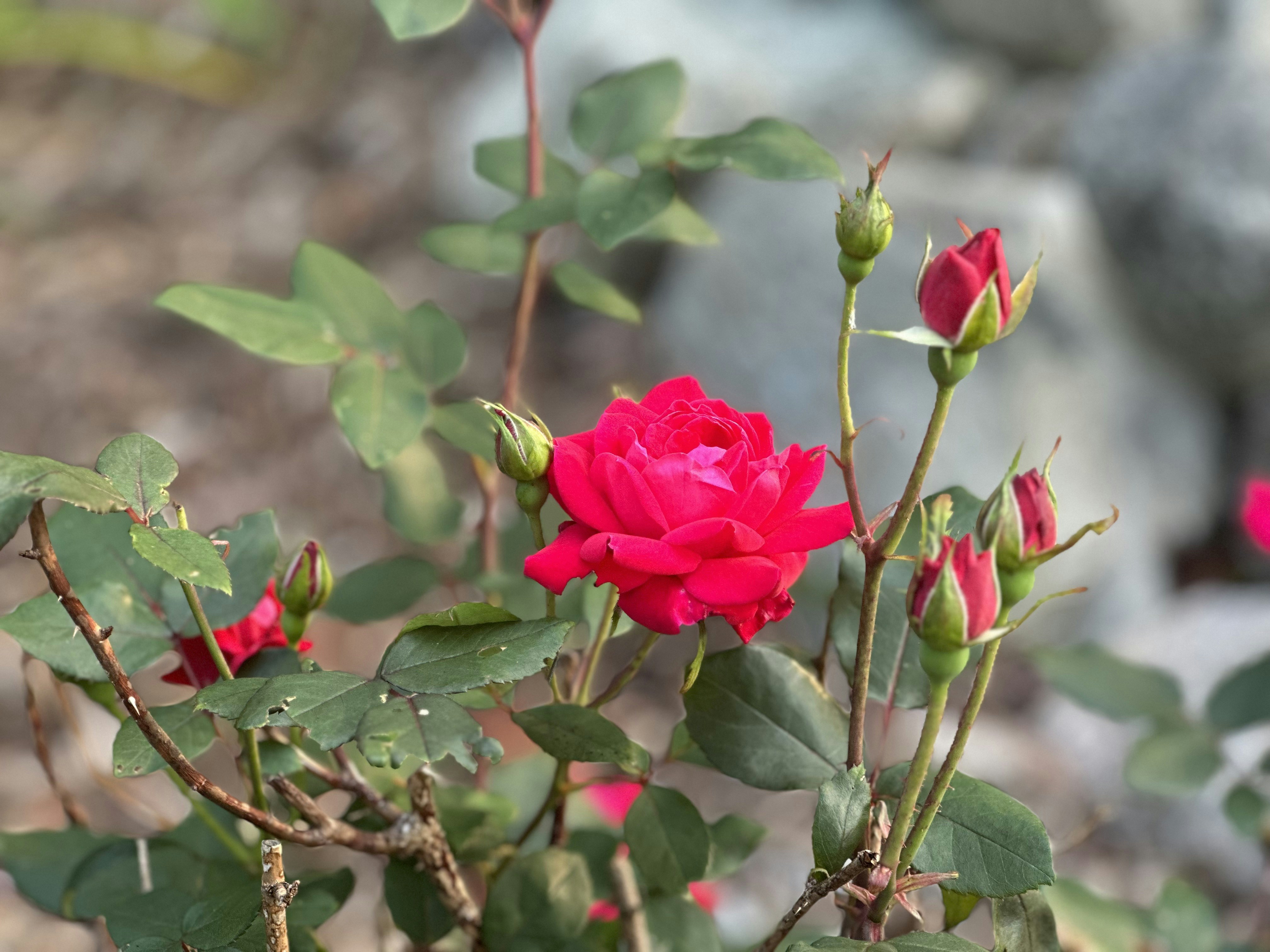 Crimson Rose in a Pebble Border: A Quiet Garden Moment