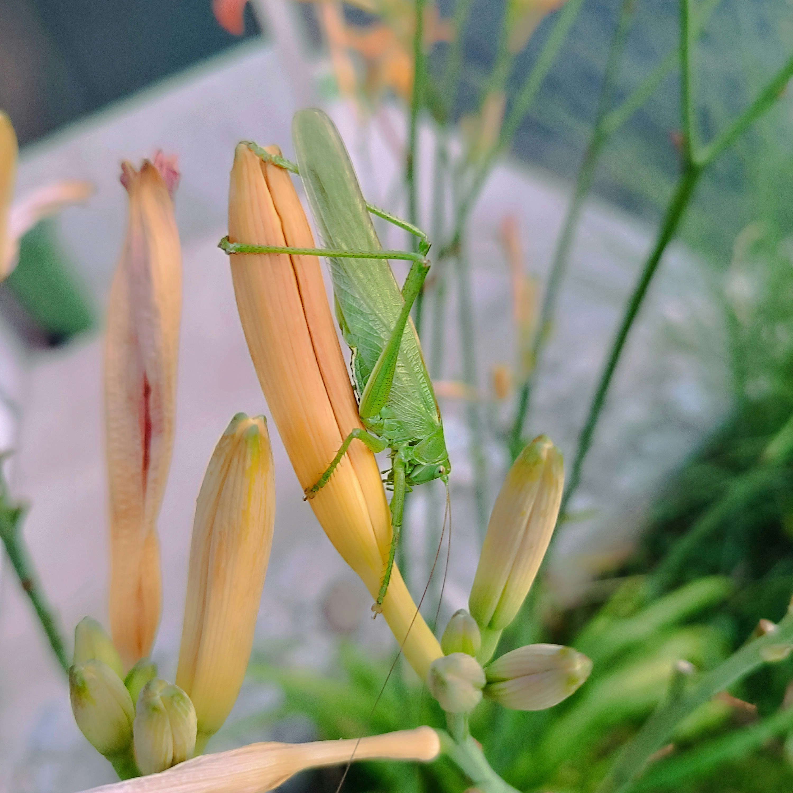 Emerald Mantid on Amber Buds: A Macro Portrait of Quiet Focus