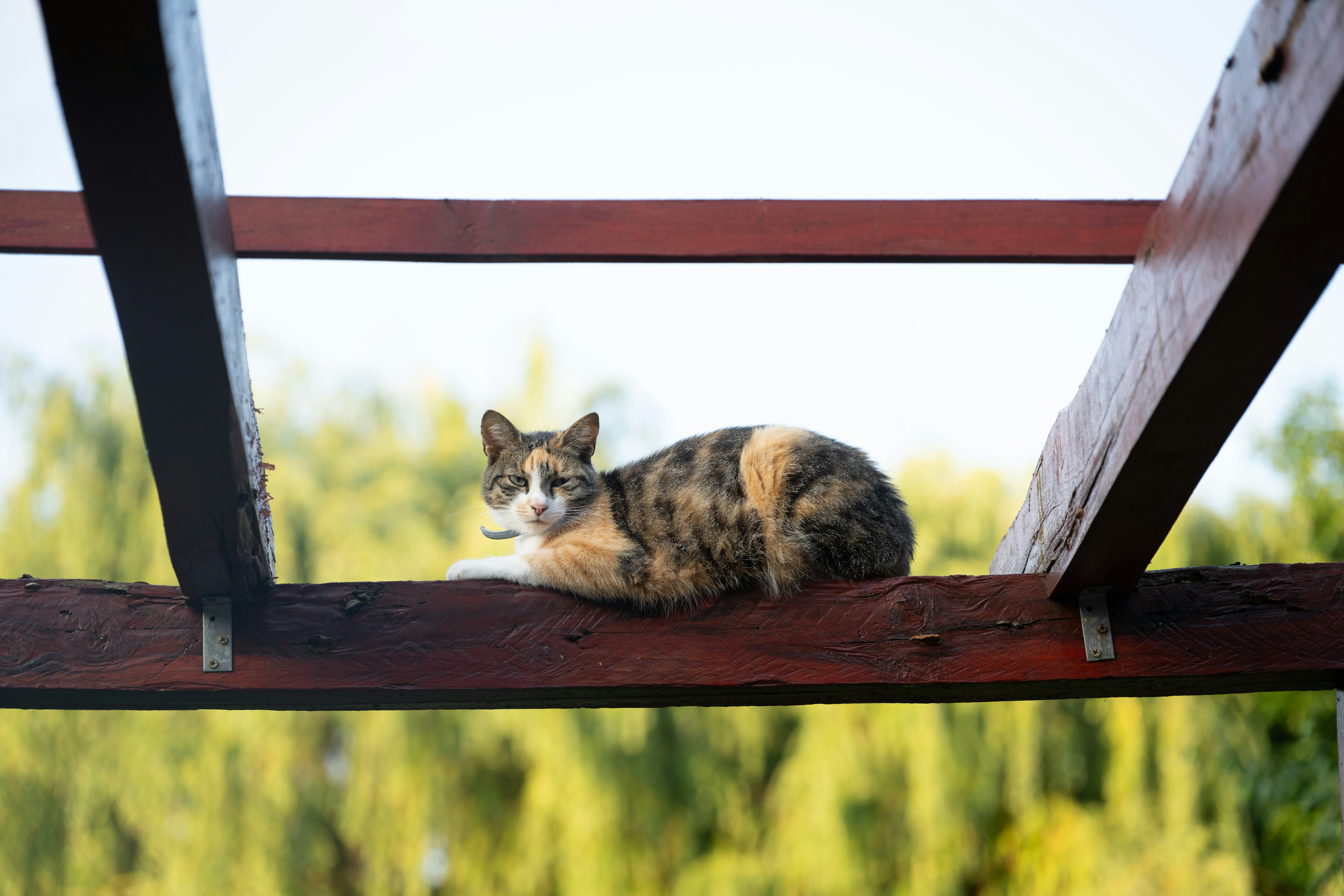 Calico on a Crimson Beam: a Quiet Garden Perch