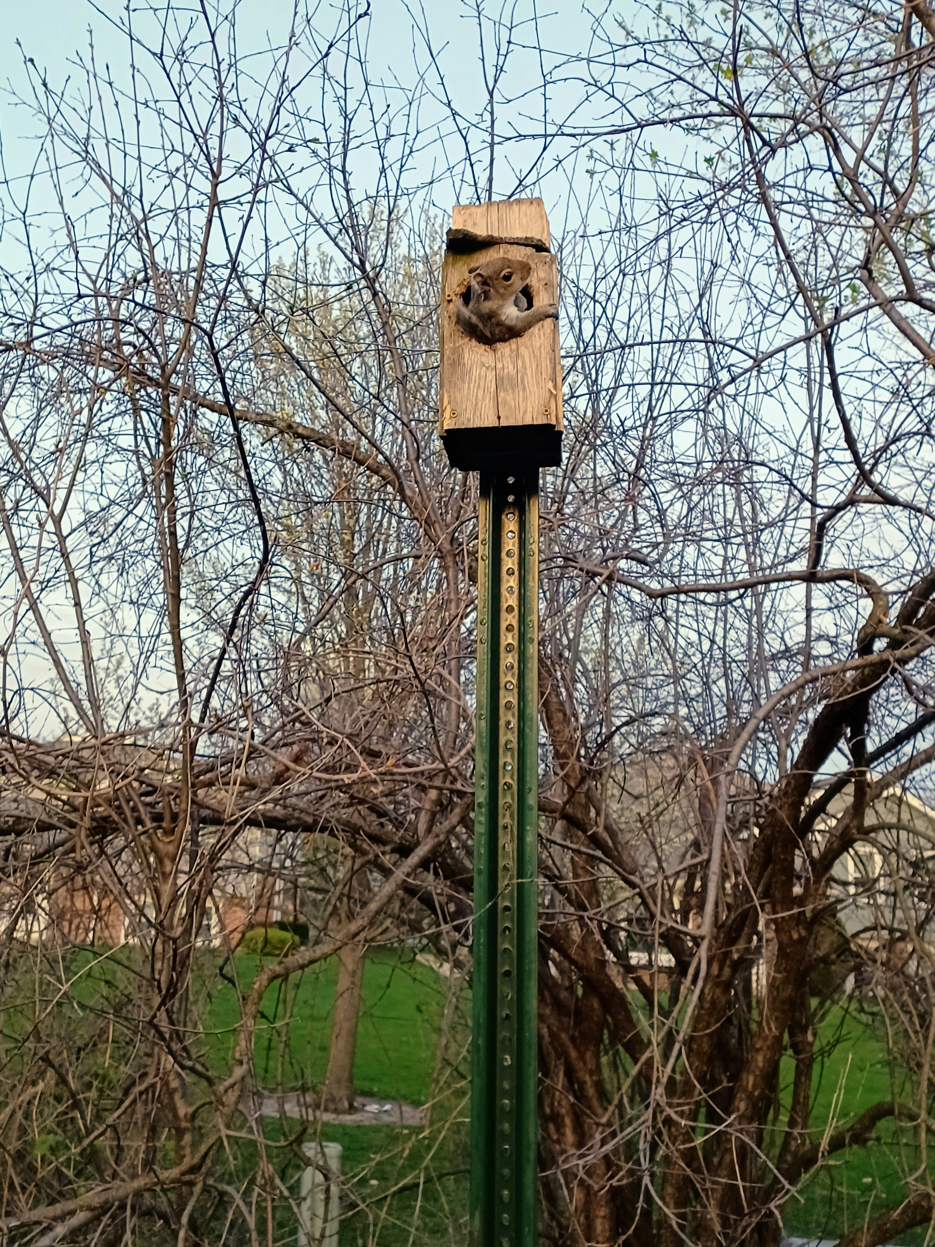 Squirrel-Faced Birdhouse Stands Tall Above Bare Winter Branches
