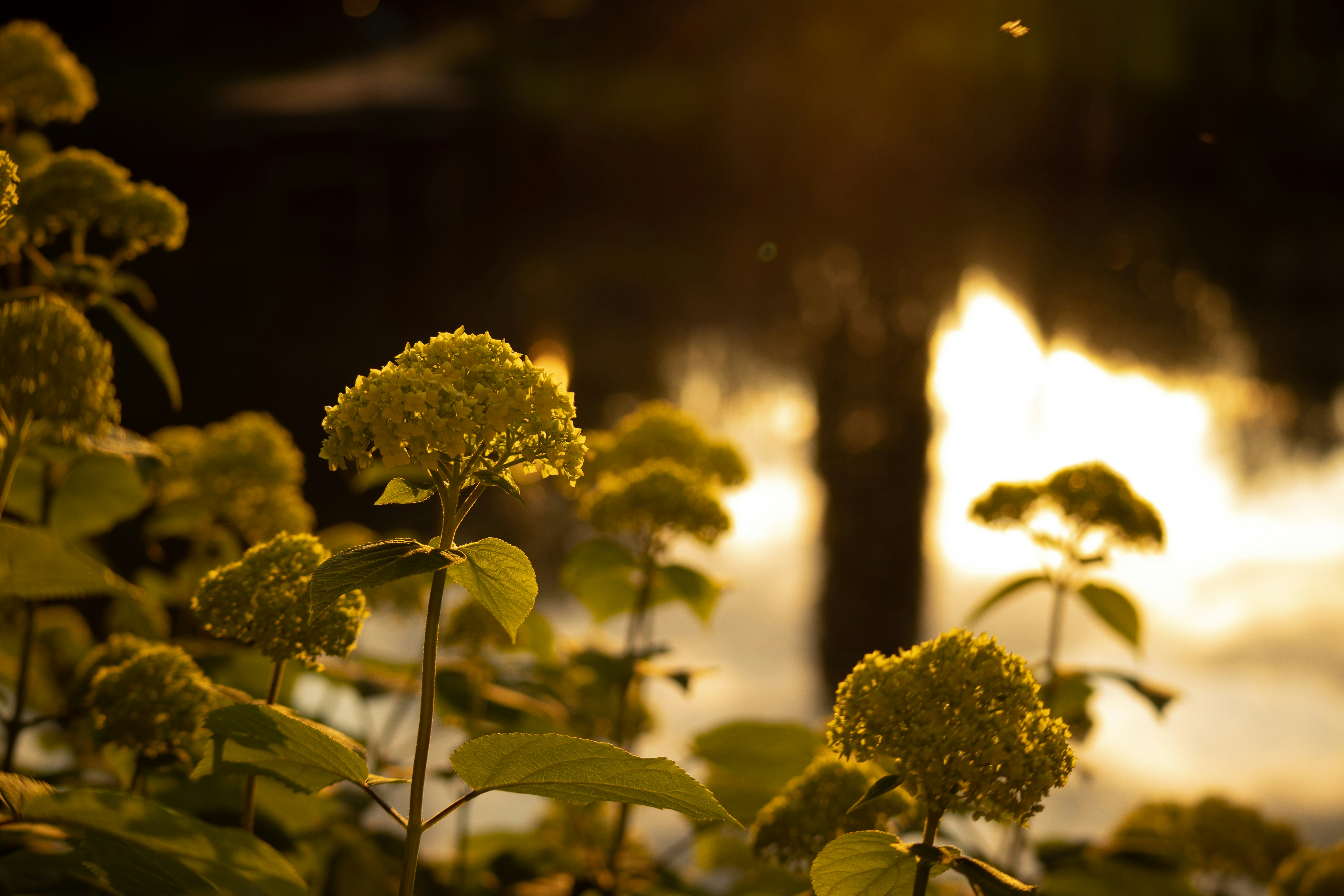 A close up of a plant with a sky in the background photo – Free ...