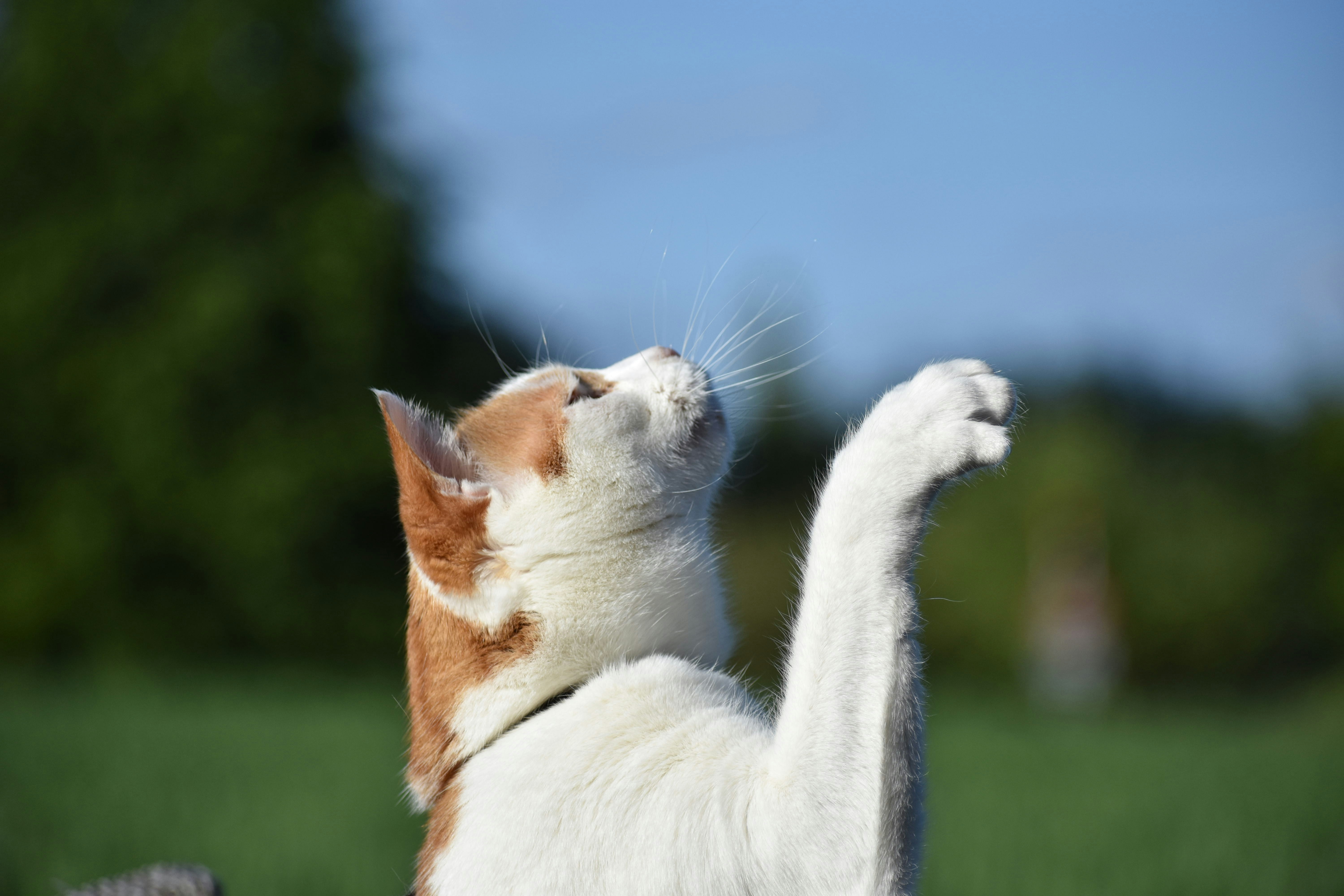 A cat is reaching up to catch a frisbee photo – Free Katzeamspielen ...