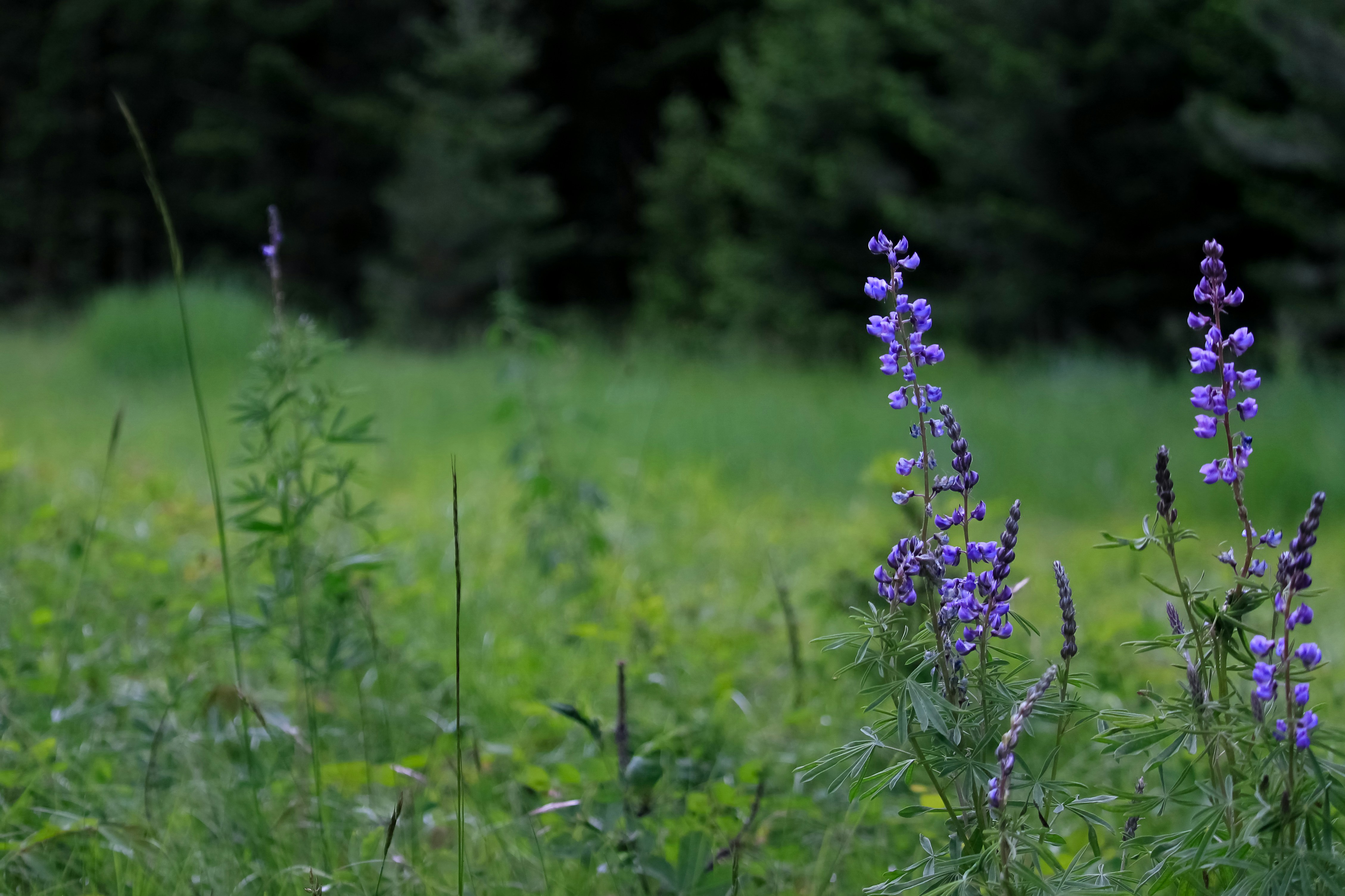 Lupine Spires in a Quiet Meadow with a Shadowed Forest Backdrop