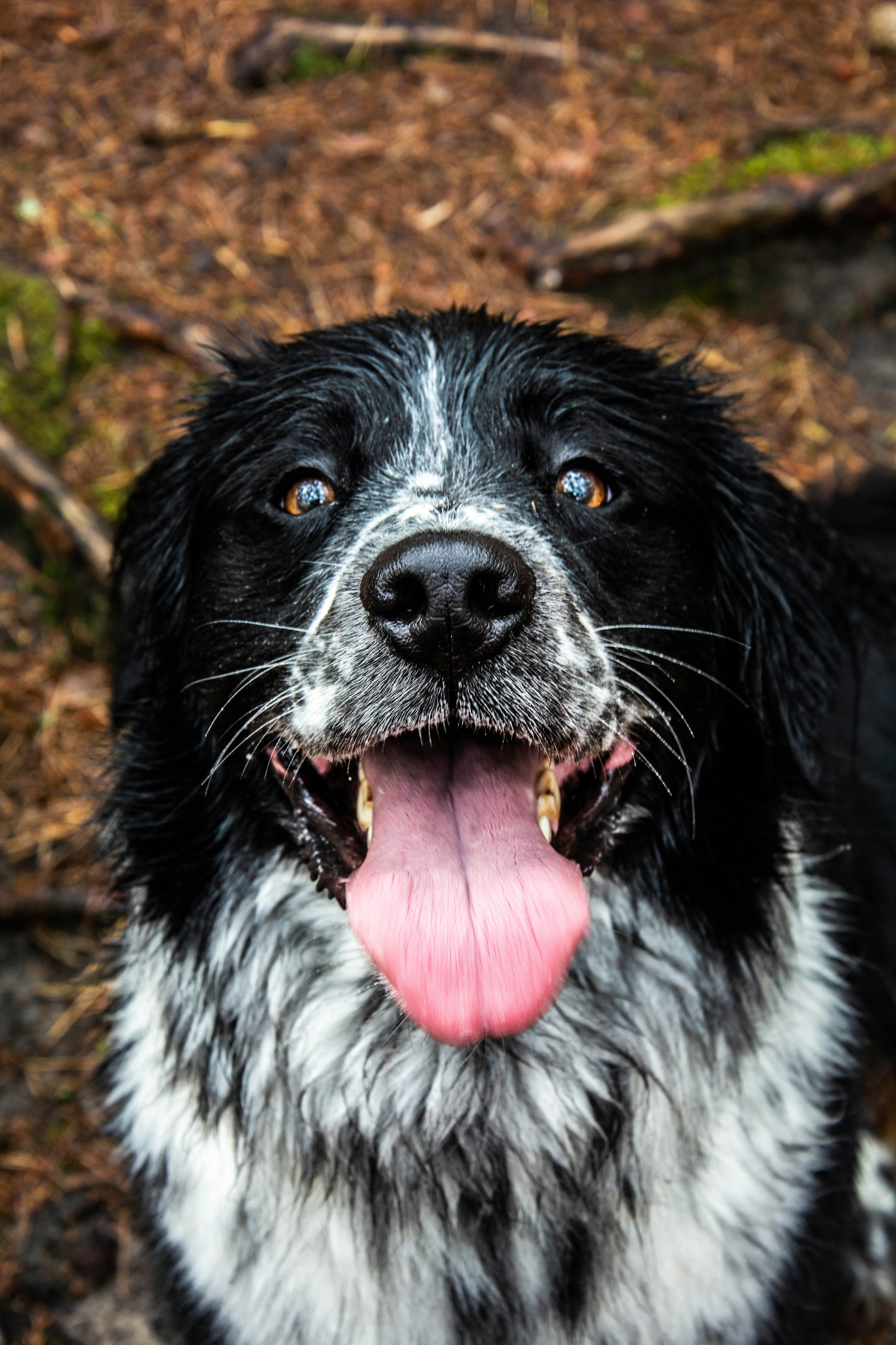 Joyful Canine Companion in Nature's Embrace