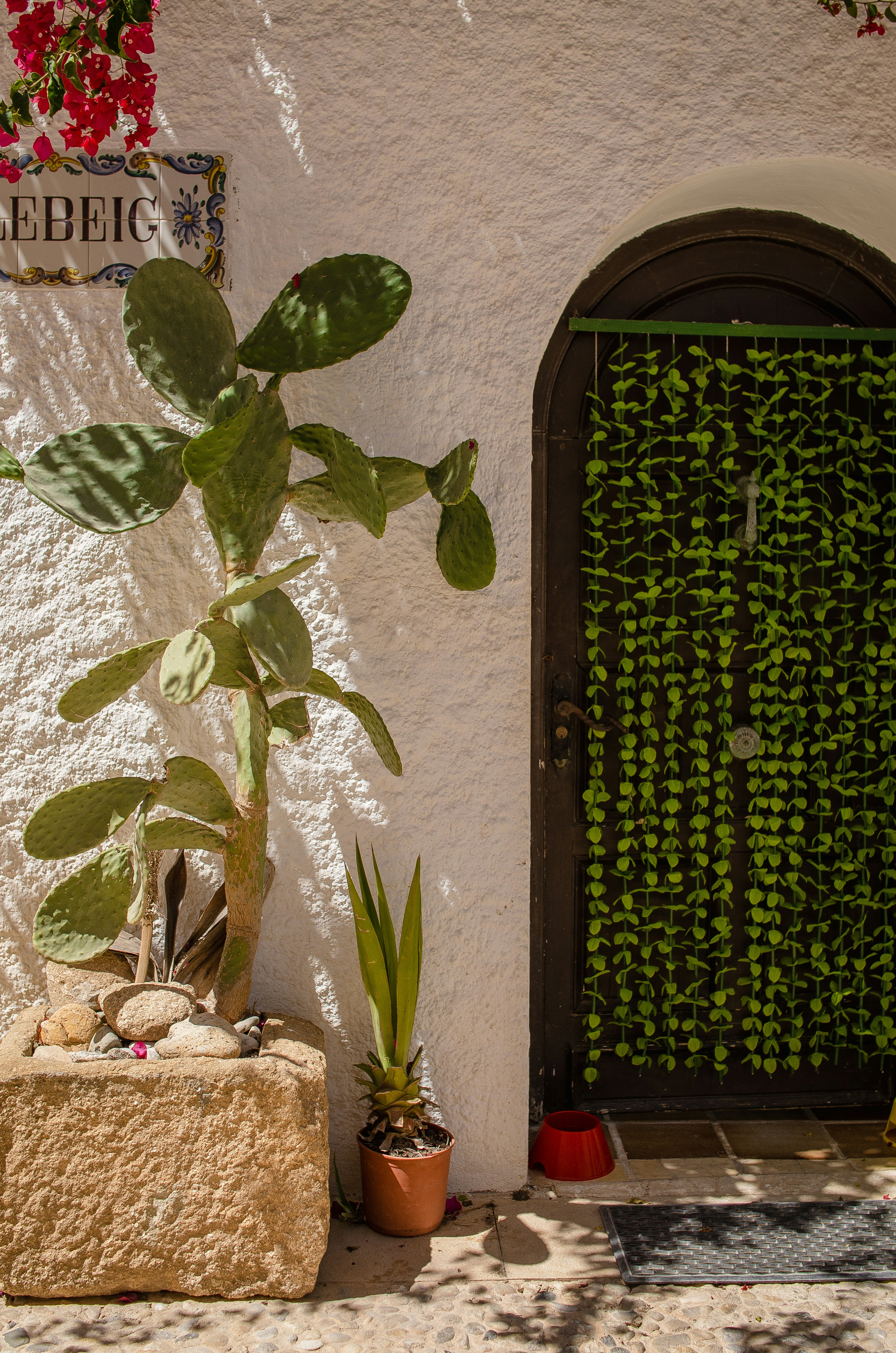 Threshold Veil: Green Vines Draped Over a Rustic Door