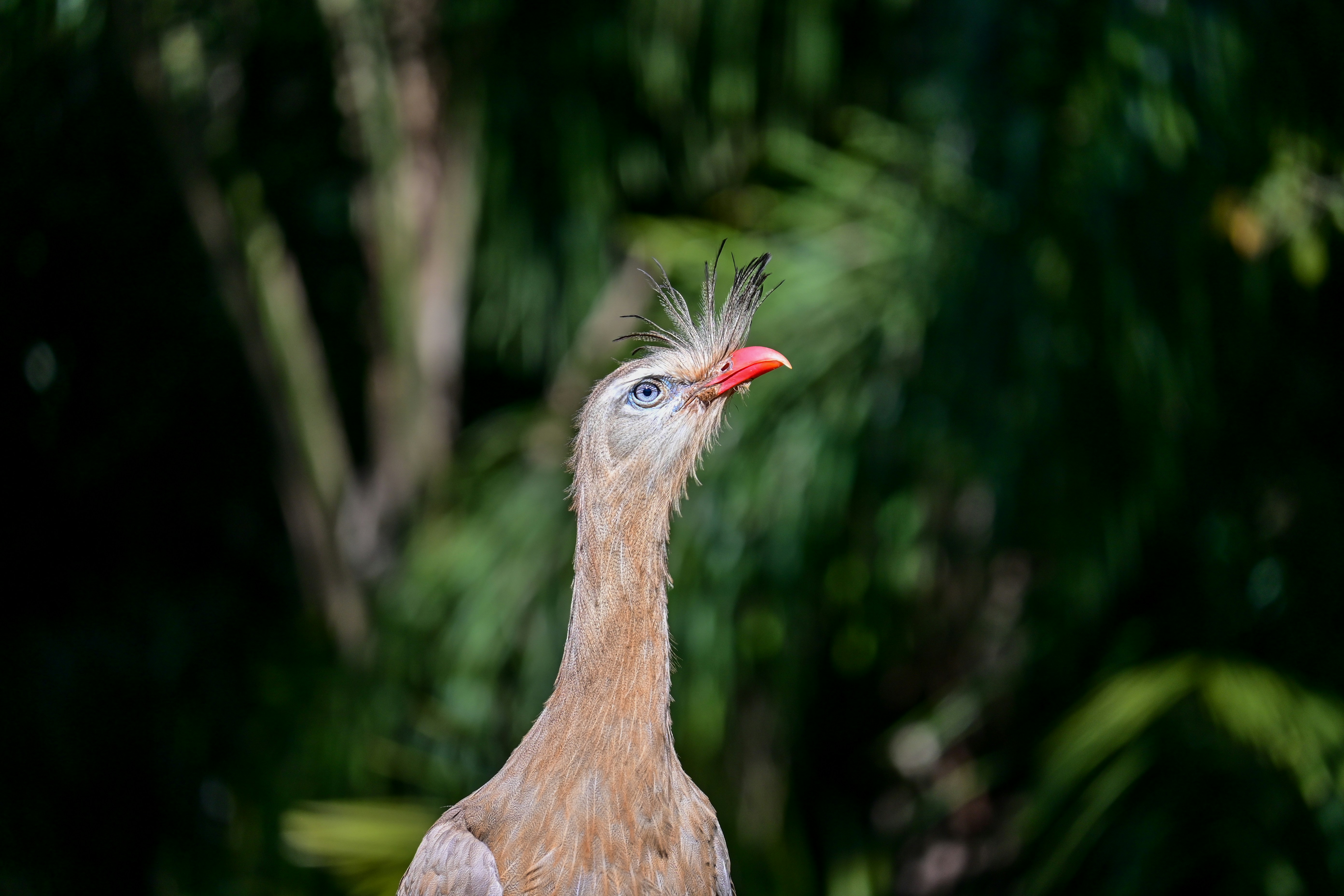 Crested Quill: A Striking View Upward of a Heron-like Bird