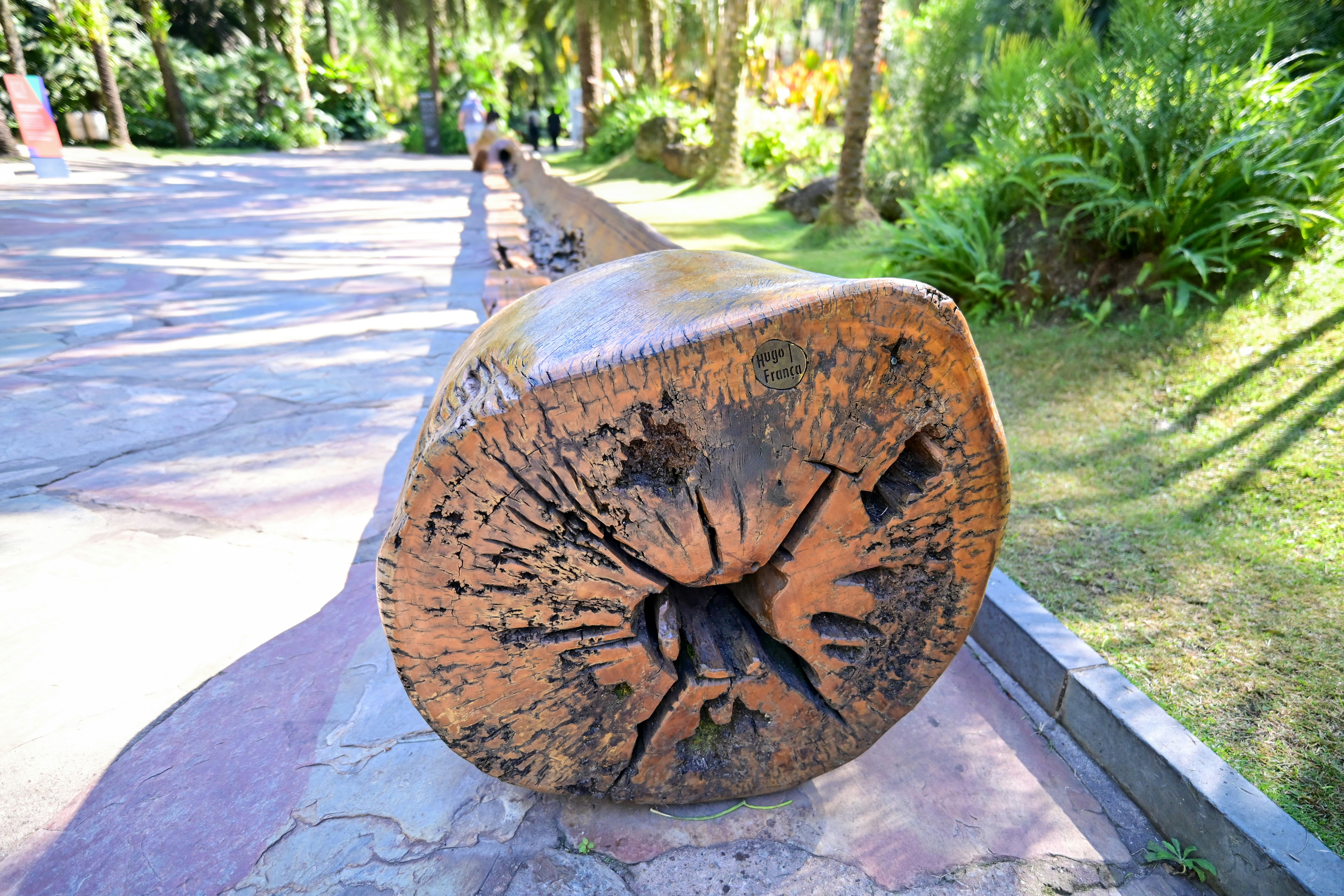 End Grain on a Sunlit Park Path: A Weathered Log Reaches Toward Dappled Light
