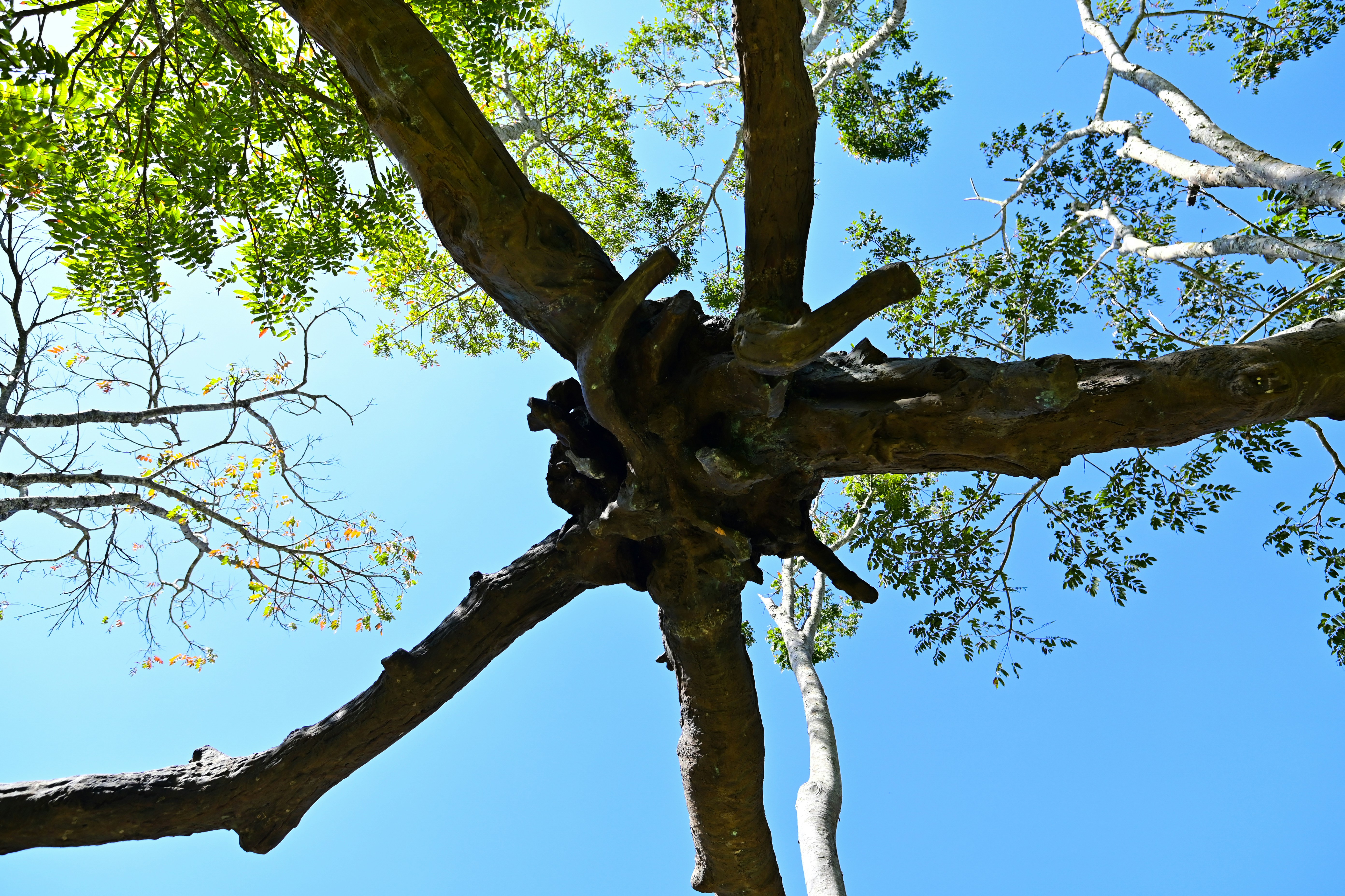 Knot and Canopy: Upward Study of Branches Against a Sunlit Sky