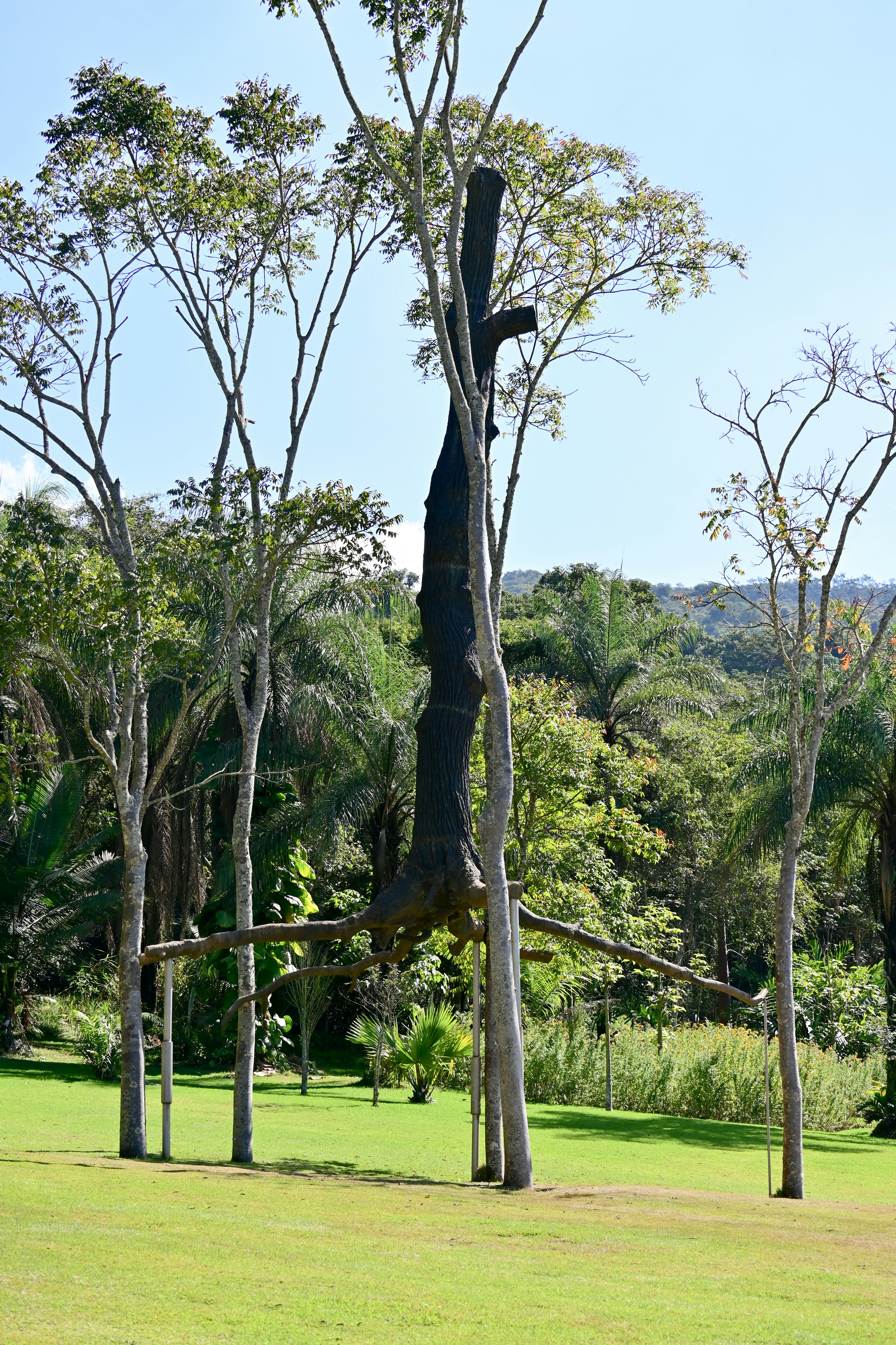 The Charred Arboreal Sentinel in a Sunlit Park