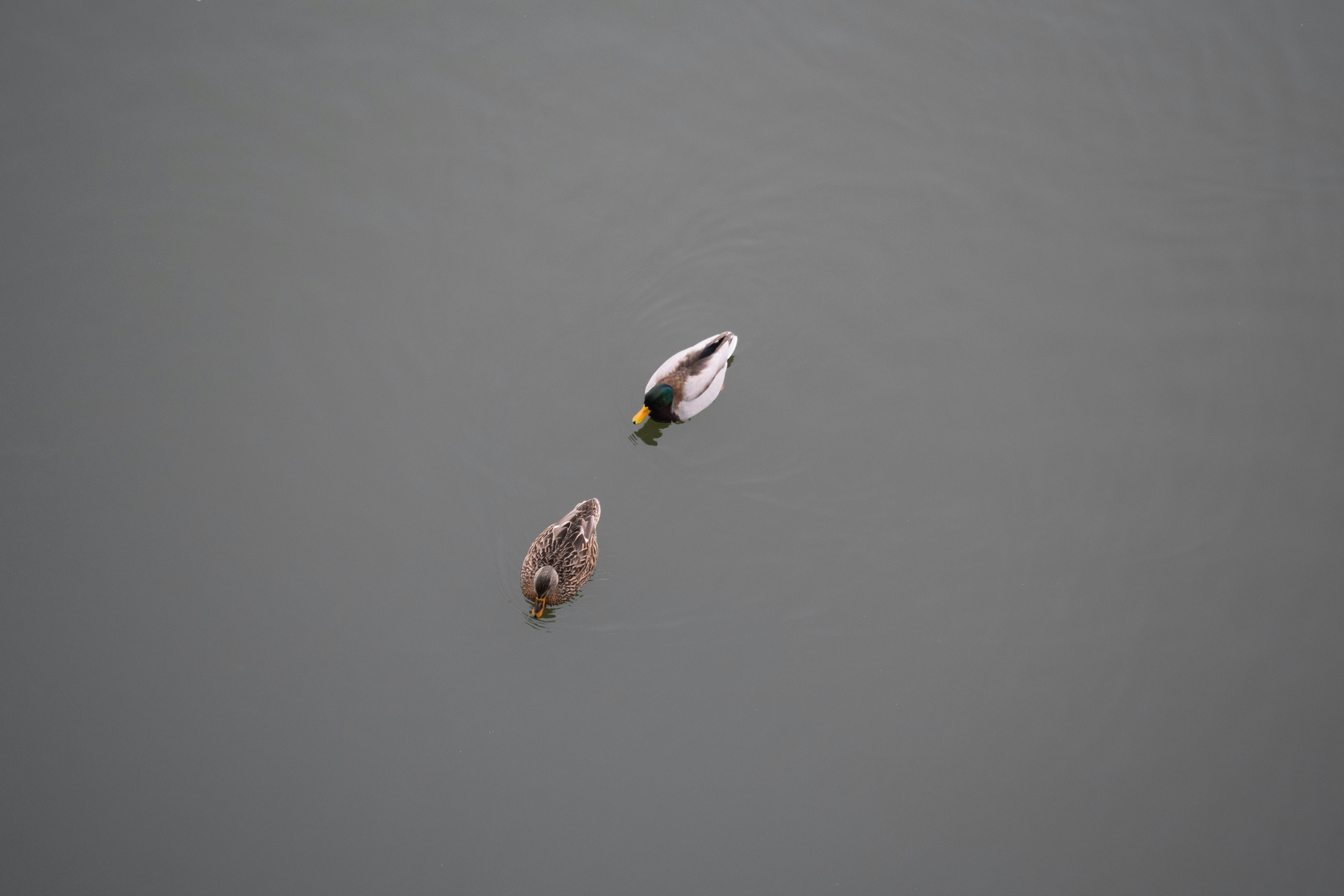 Twin Ducks on a Quiet Gray Lake