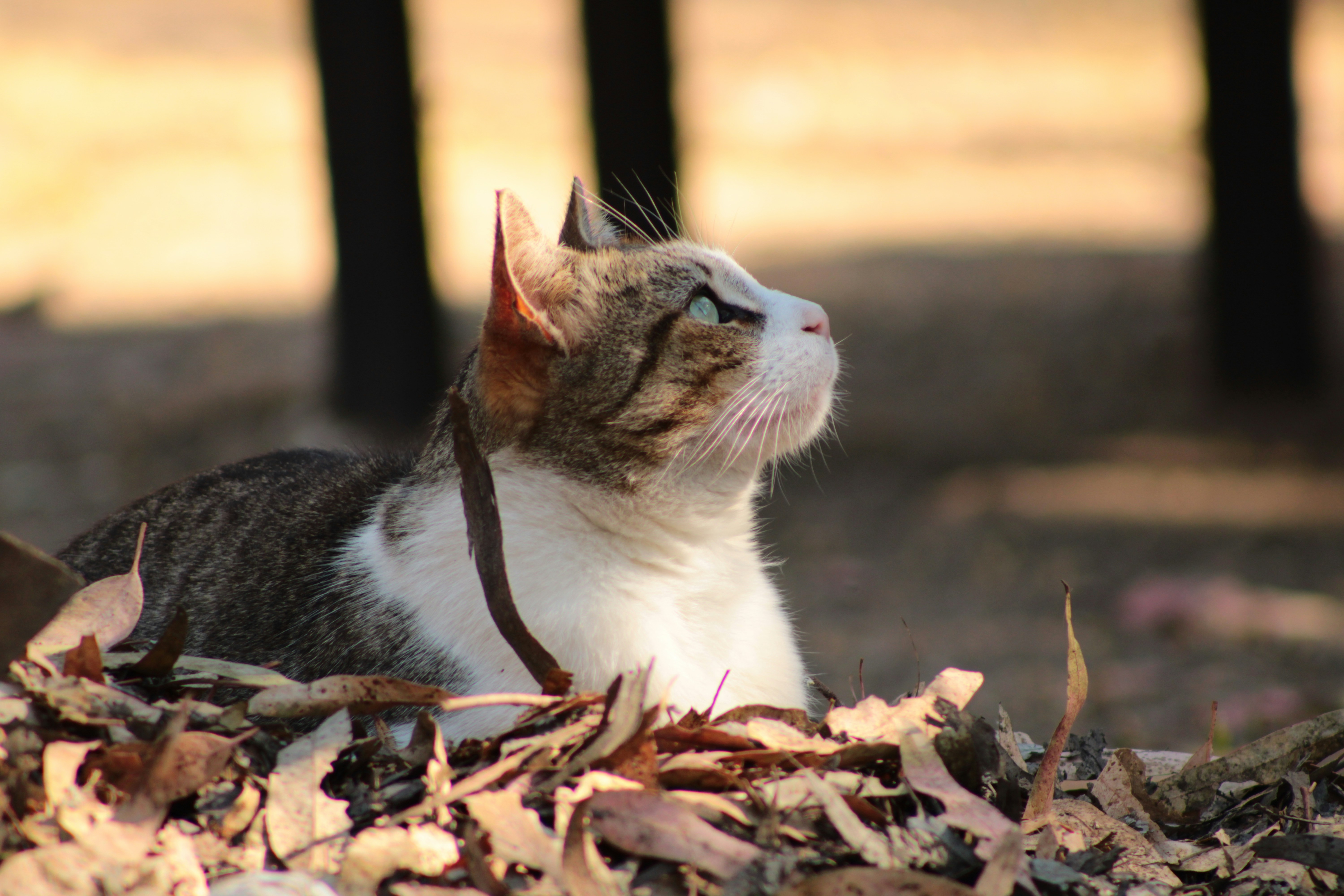 Autumn Daydream: A Cat's Woodland Gaze