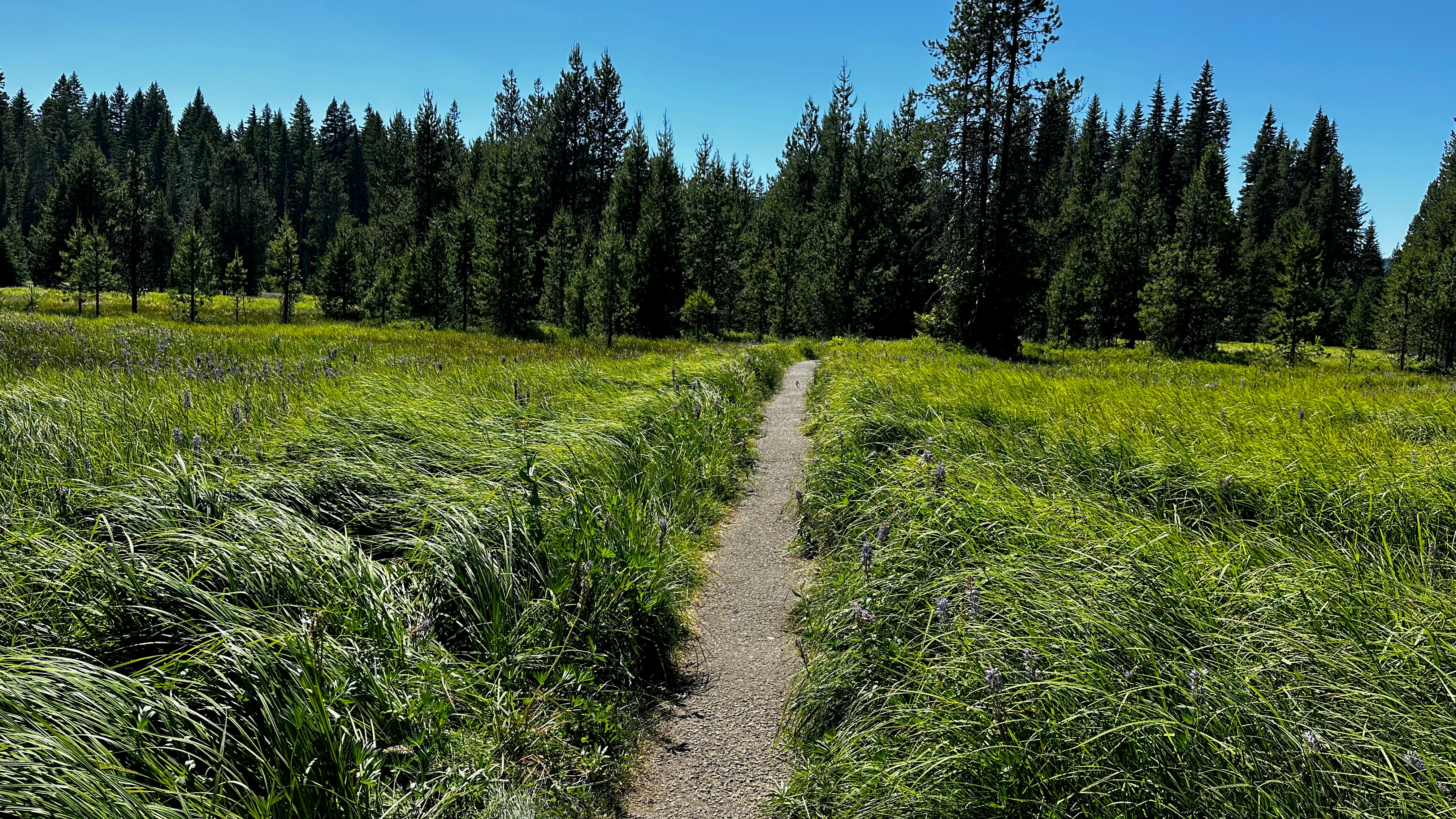 A path through a grassy field with trees in the background photo – Free ...