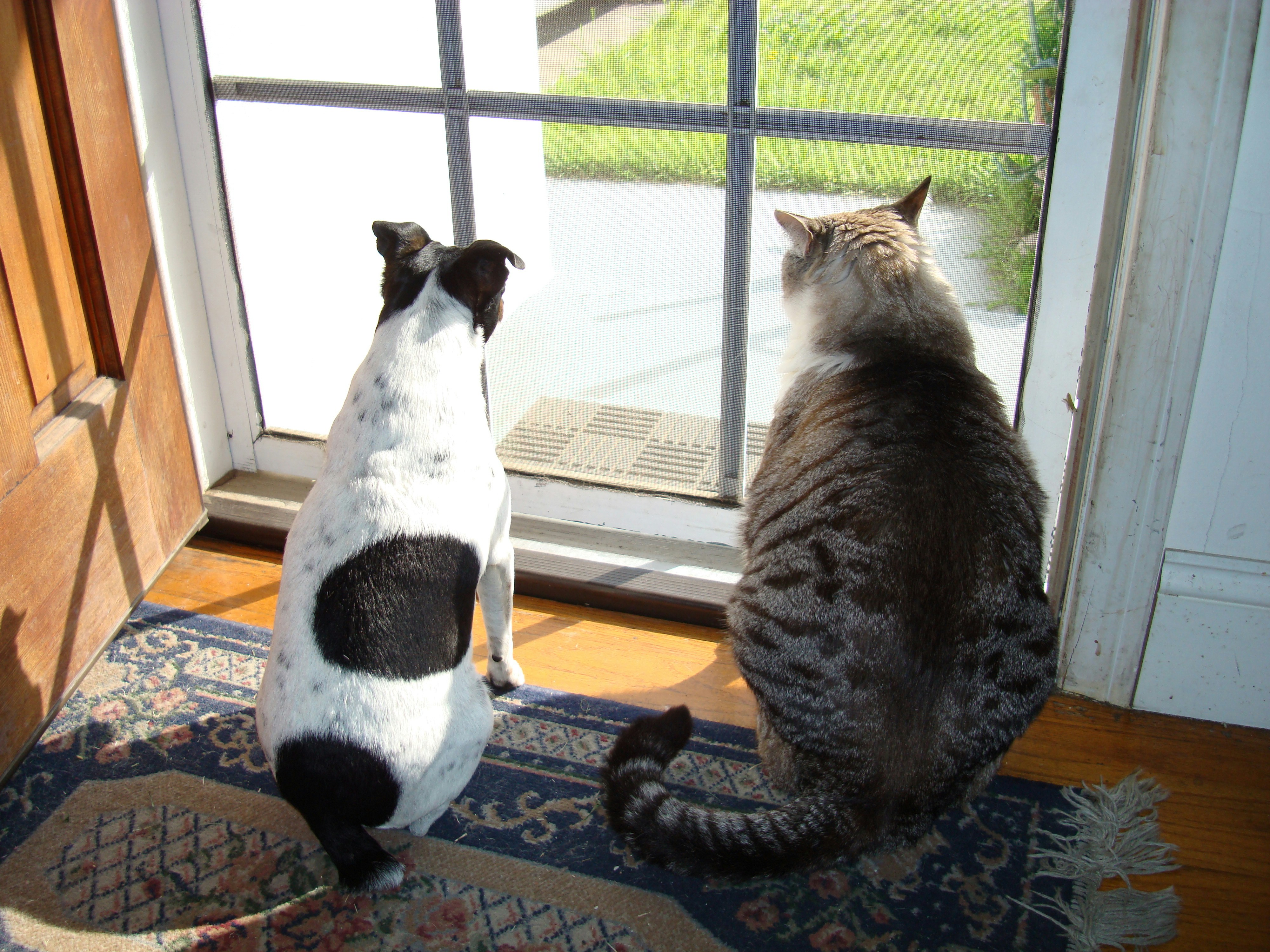 Two Companions At The Doorway: Waiting for a Walk