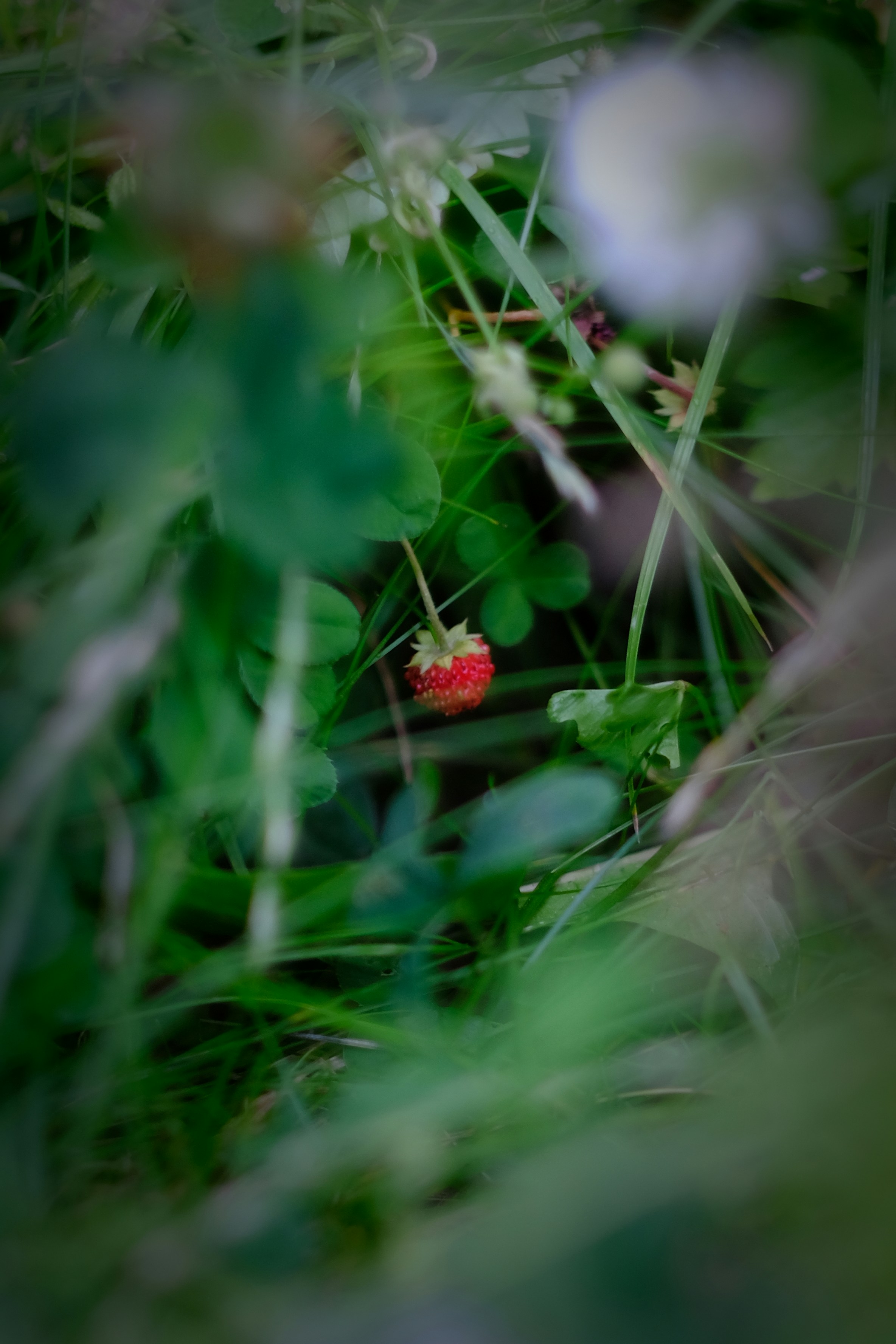 Crimson Berry Quietly Nestled in a Sea of Emerald Clover