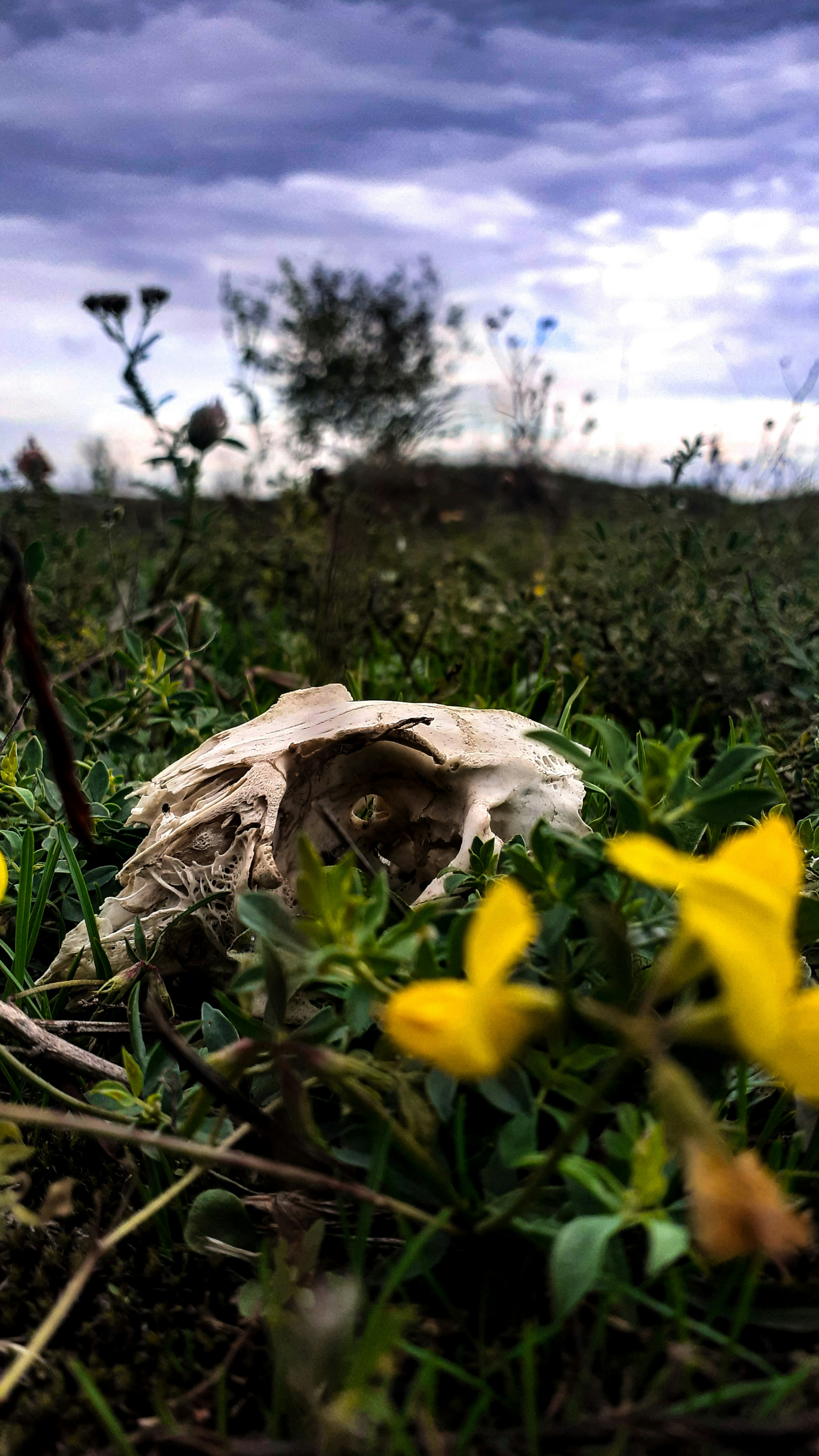 Bleached skull set among green stems and yellow blooms in a low-angled field, with a moody, cloudy sky in the distance. This is a natural scene photograph showing foreground detail and a soft background.
