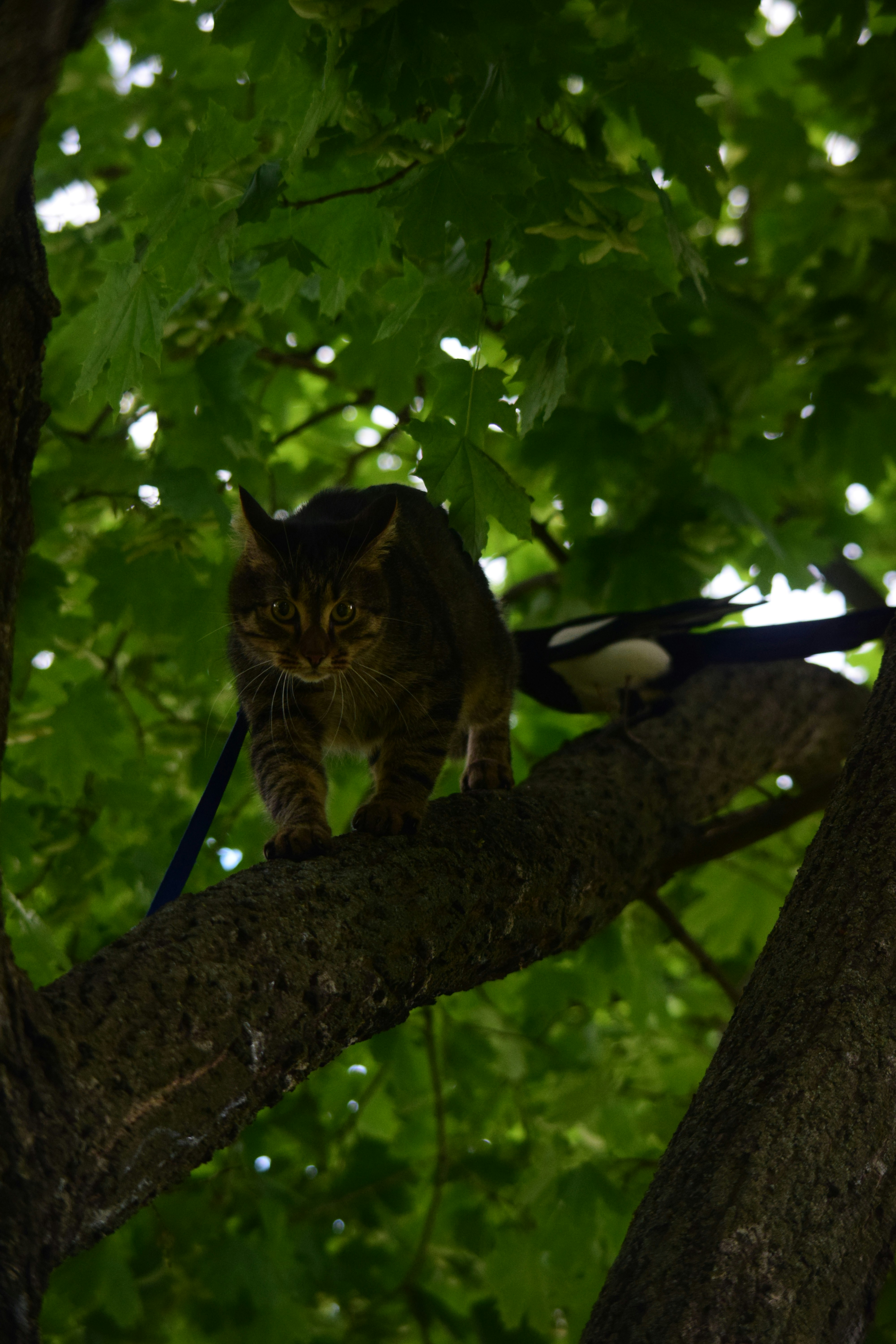 Stalking in the canopy: a tabby cat on a sun-dappled branch