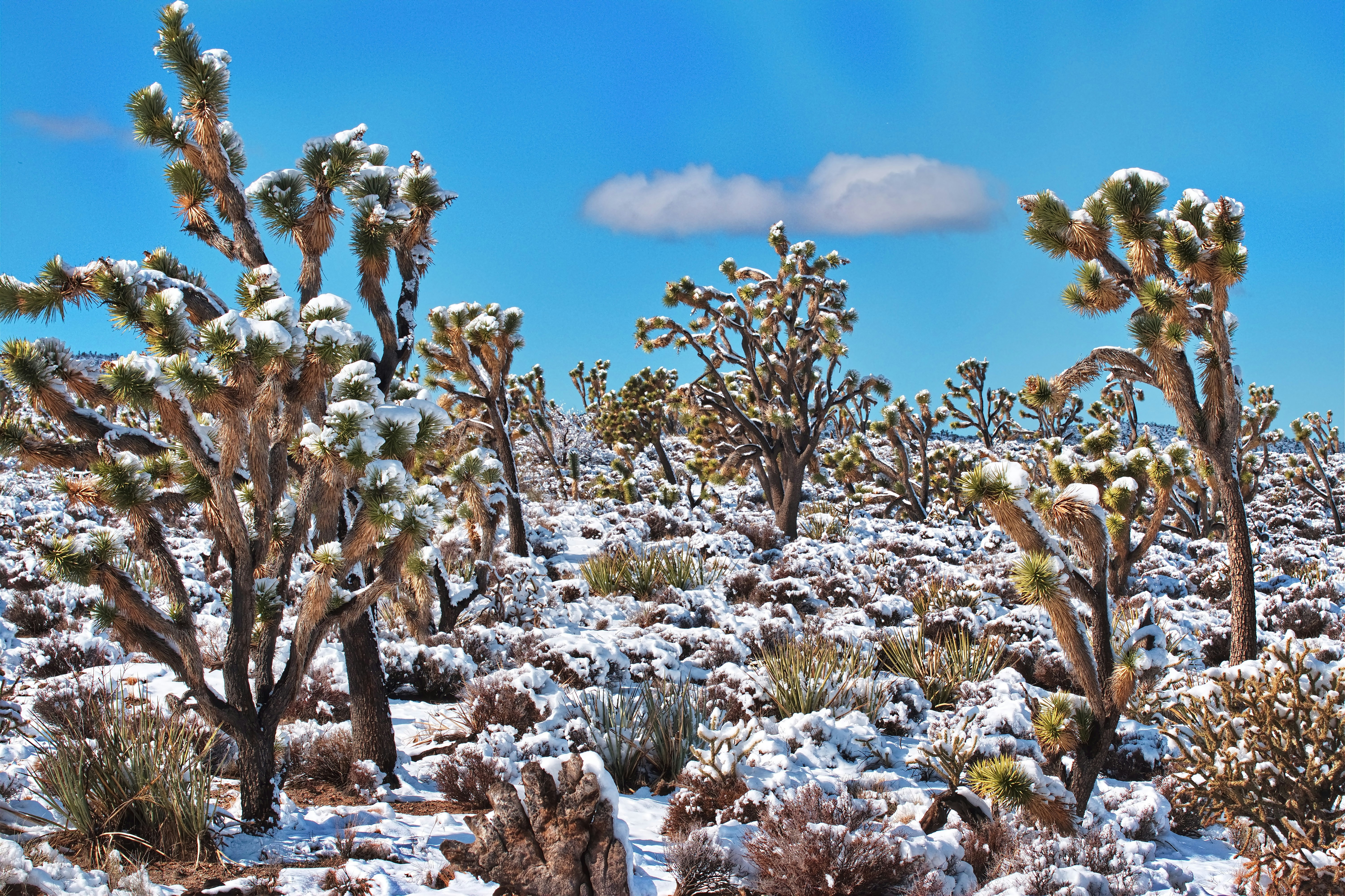 Snow-Crowned Joshua Trees: A Mojave Desert Portrait in Winter