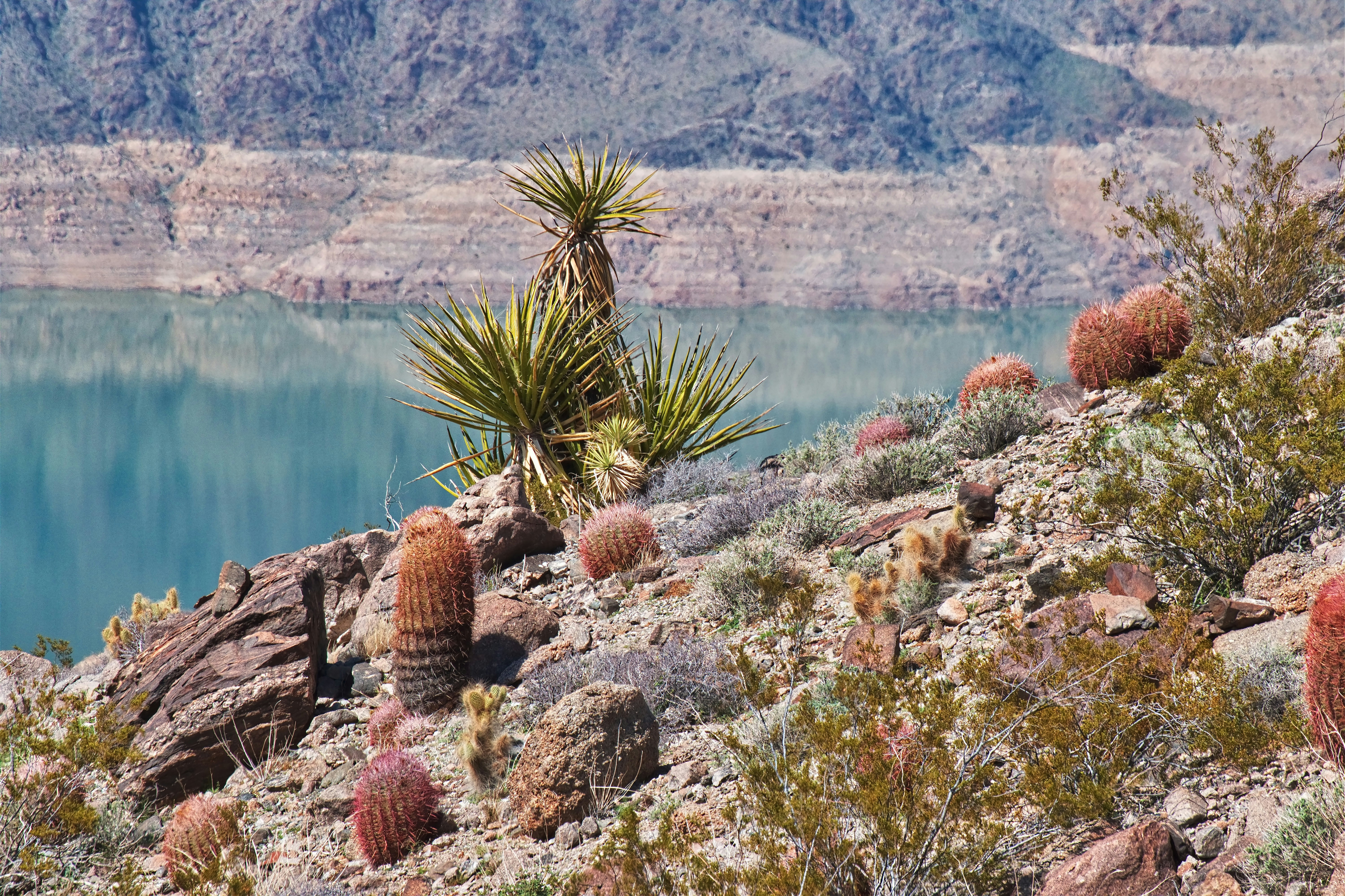 Desert Flora at Lake Edge Under Rocky Slope