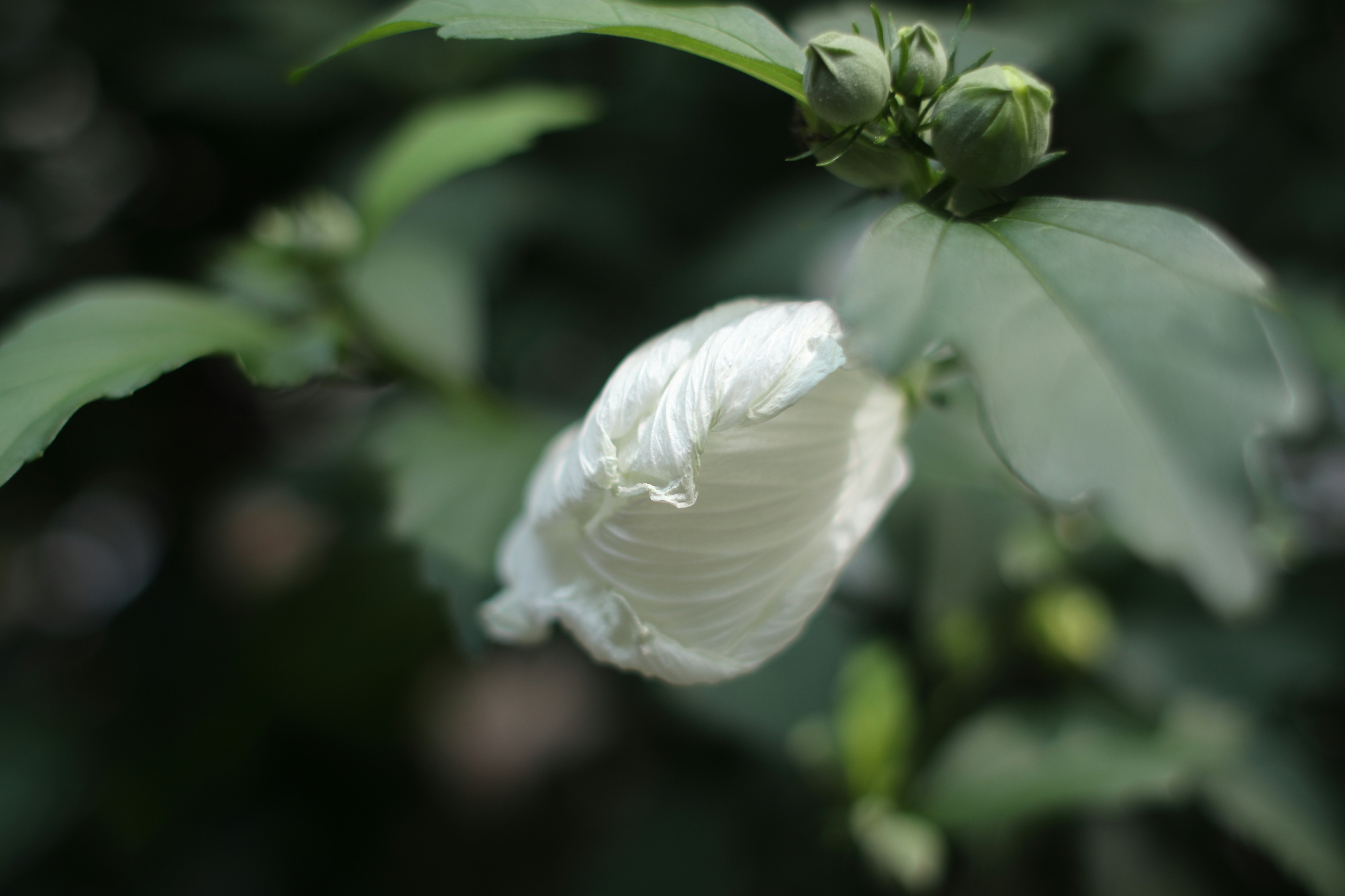 Unfolding Silence: A White Bud Emerges in Quiet Green