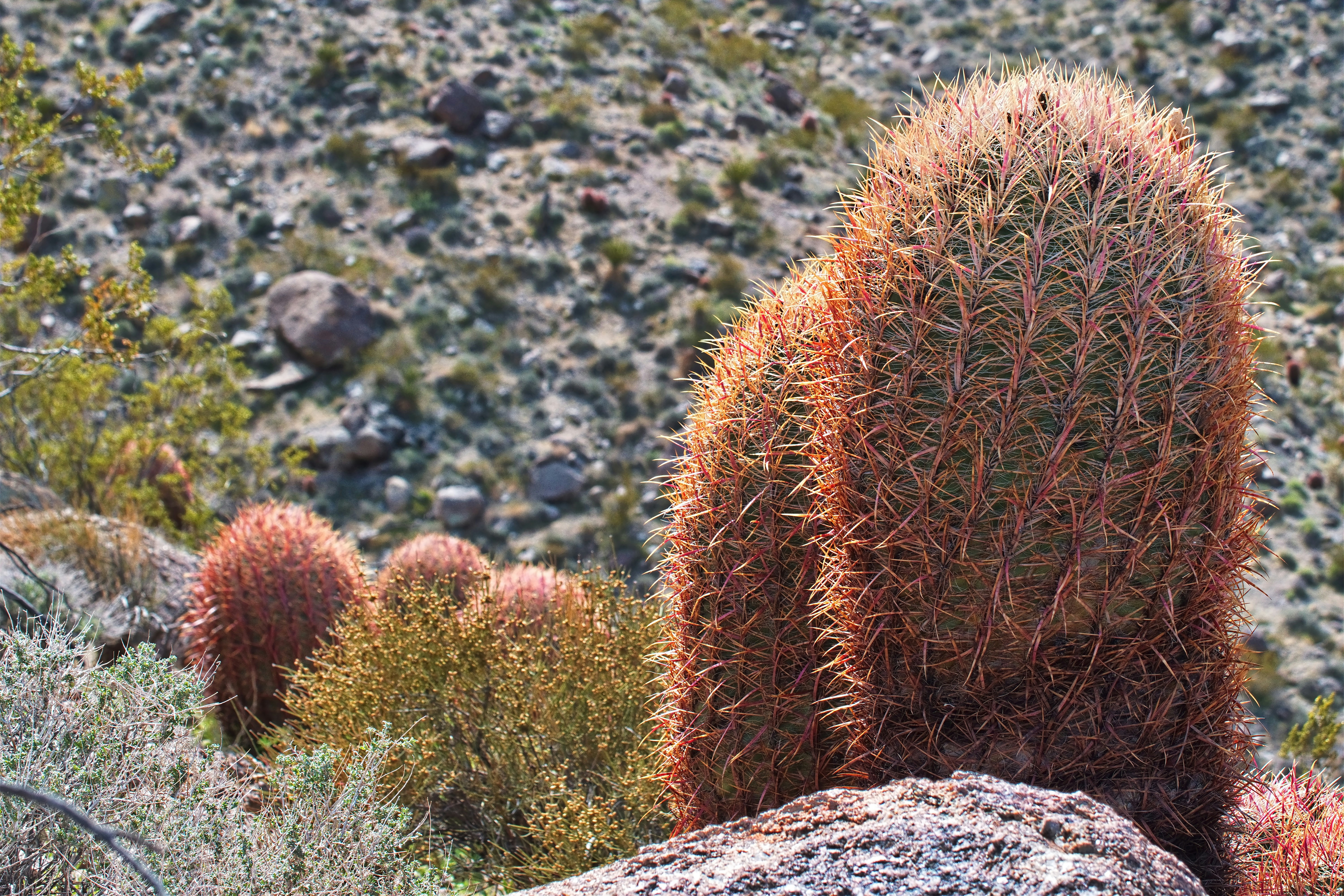A group of cactus plants in the desert photo – Free Lake mead national ...