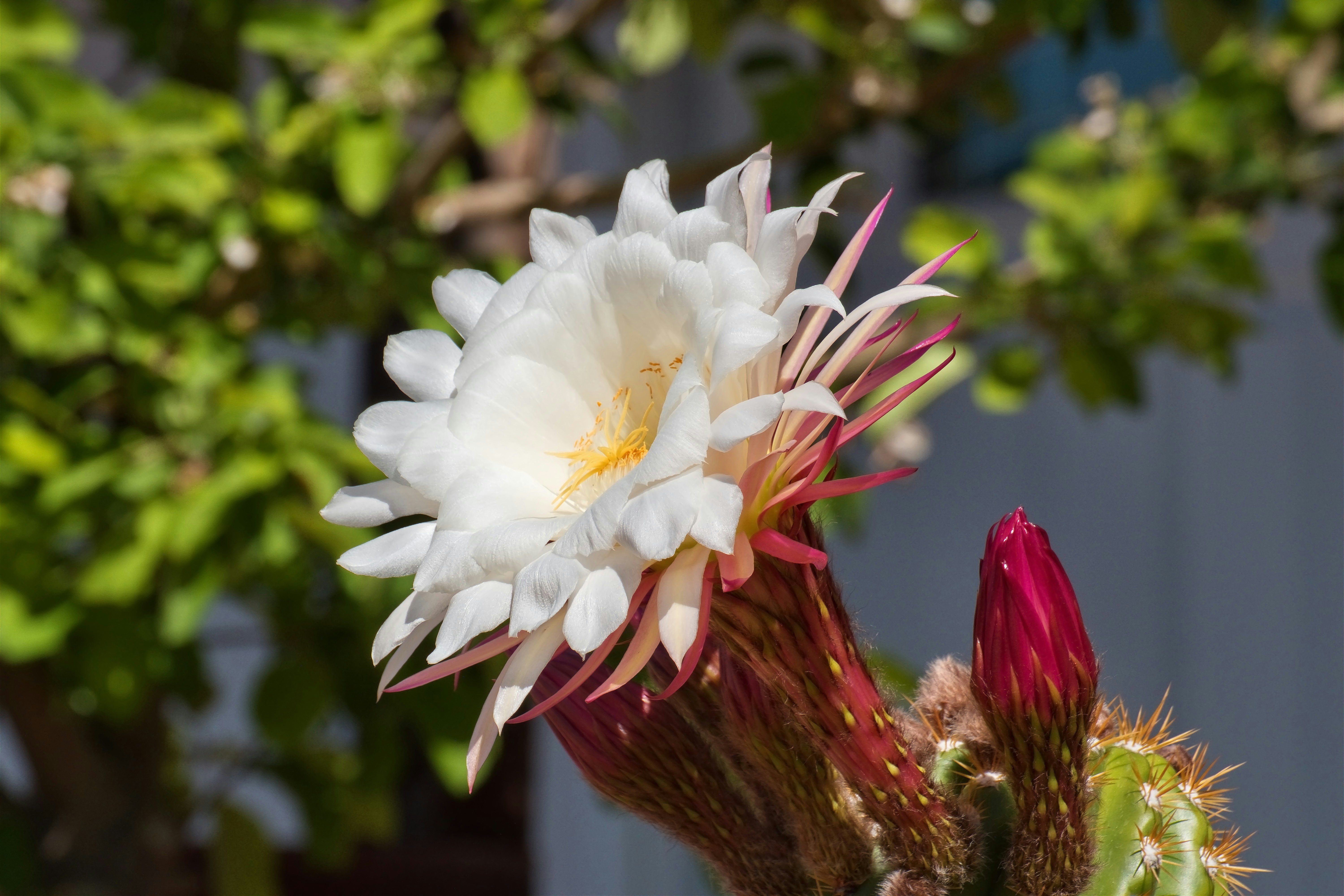 a white and red flower with green leaves
