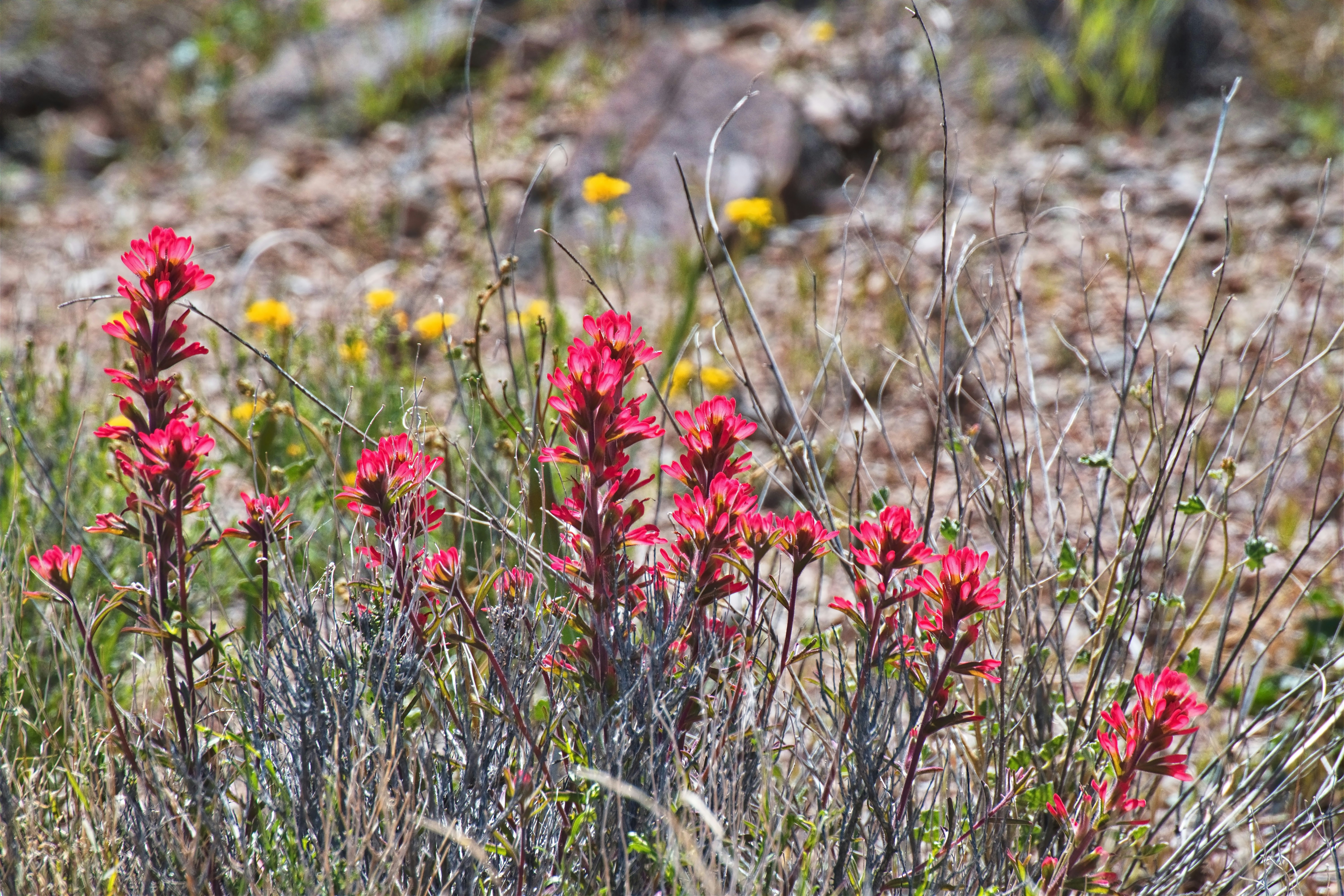 A group of red flowers growing in a field photo – Free Desert flowers ...