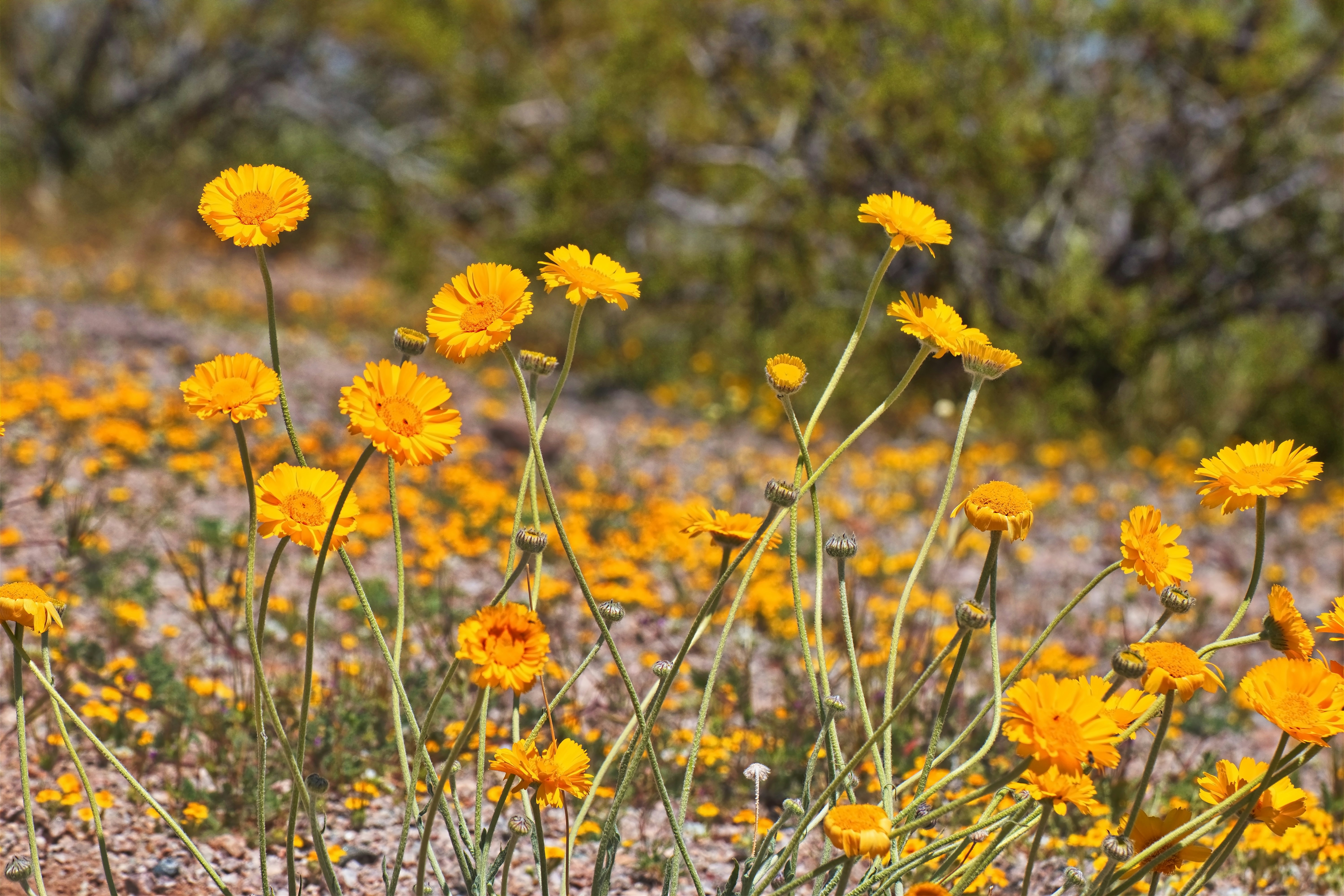 A field full of yellow flowers in the desert photo – Free Lake mead ...
