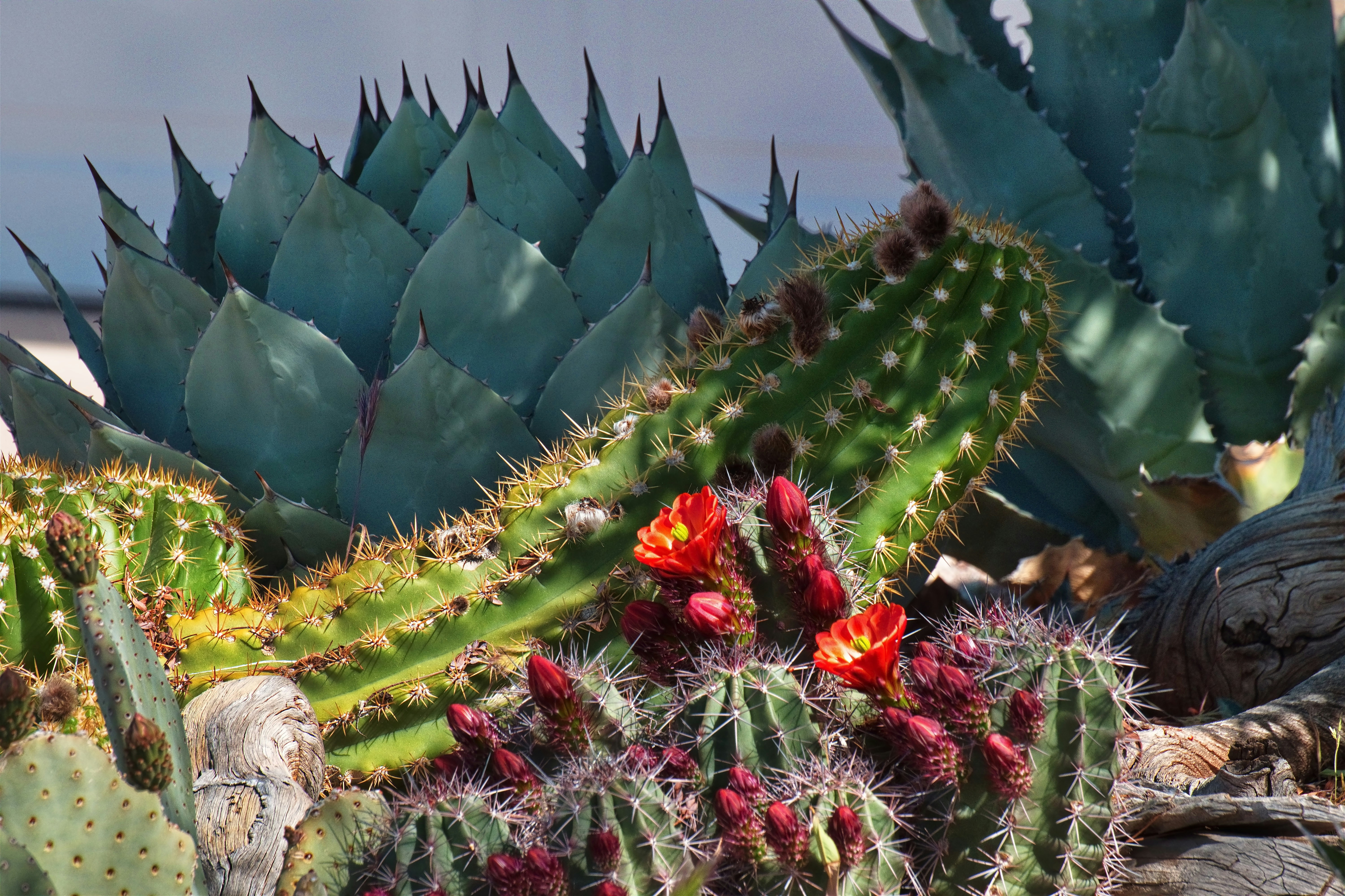 A group of cactus plants with red flowers photo – Free Lake mead ...