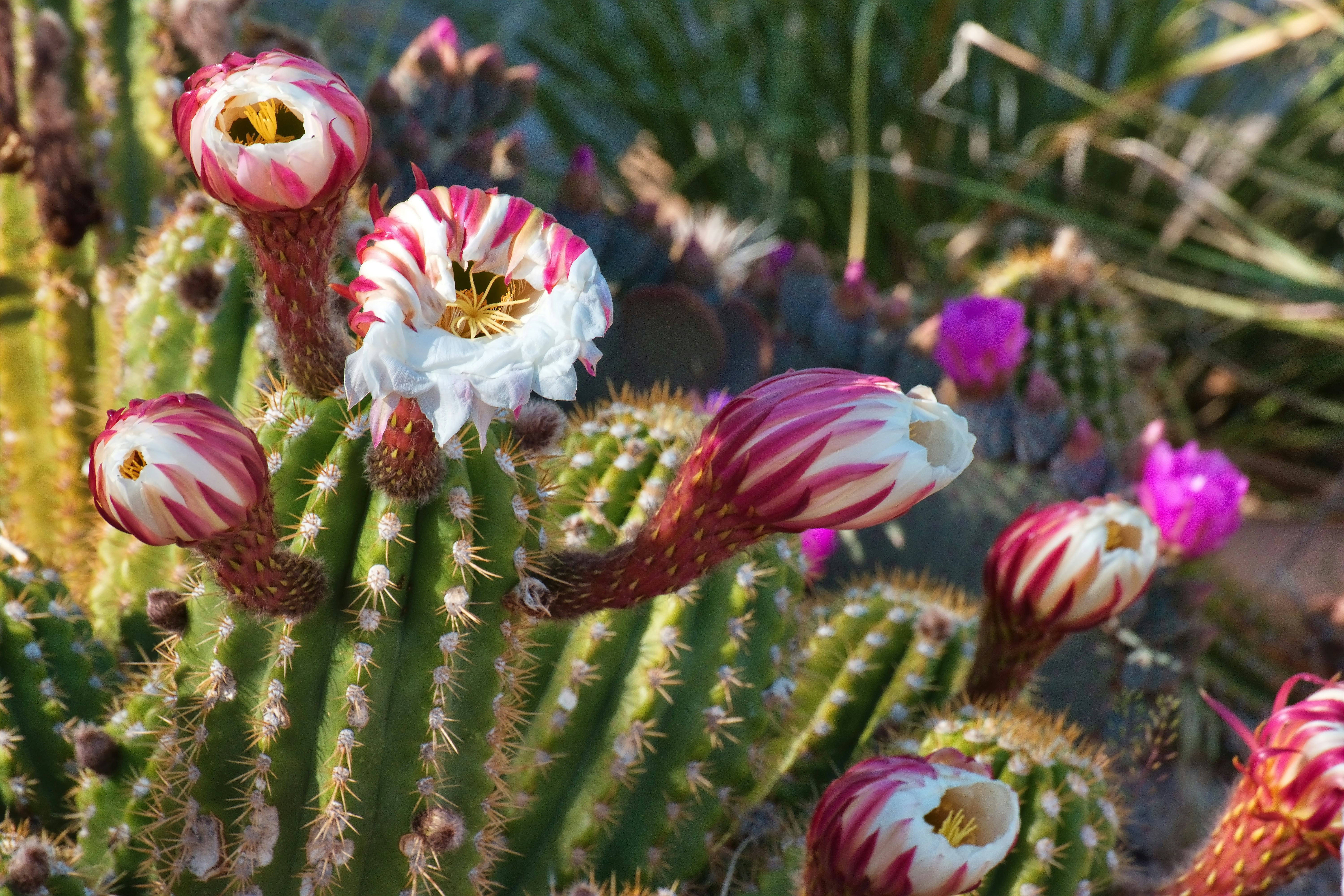 Photo by Michael Yantis with Nikon D5500