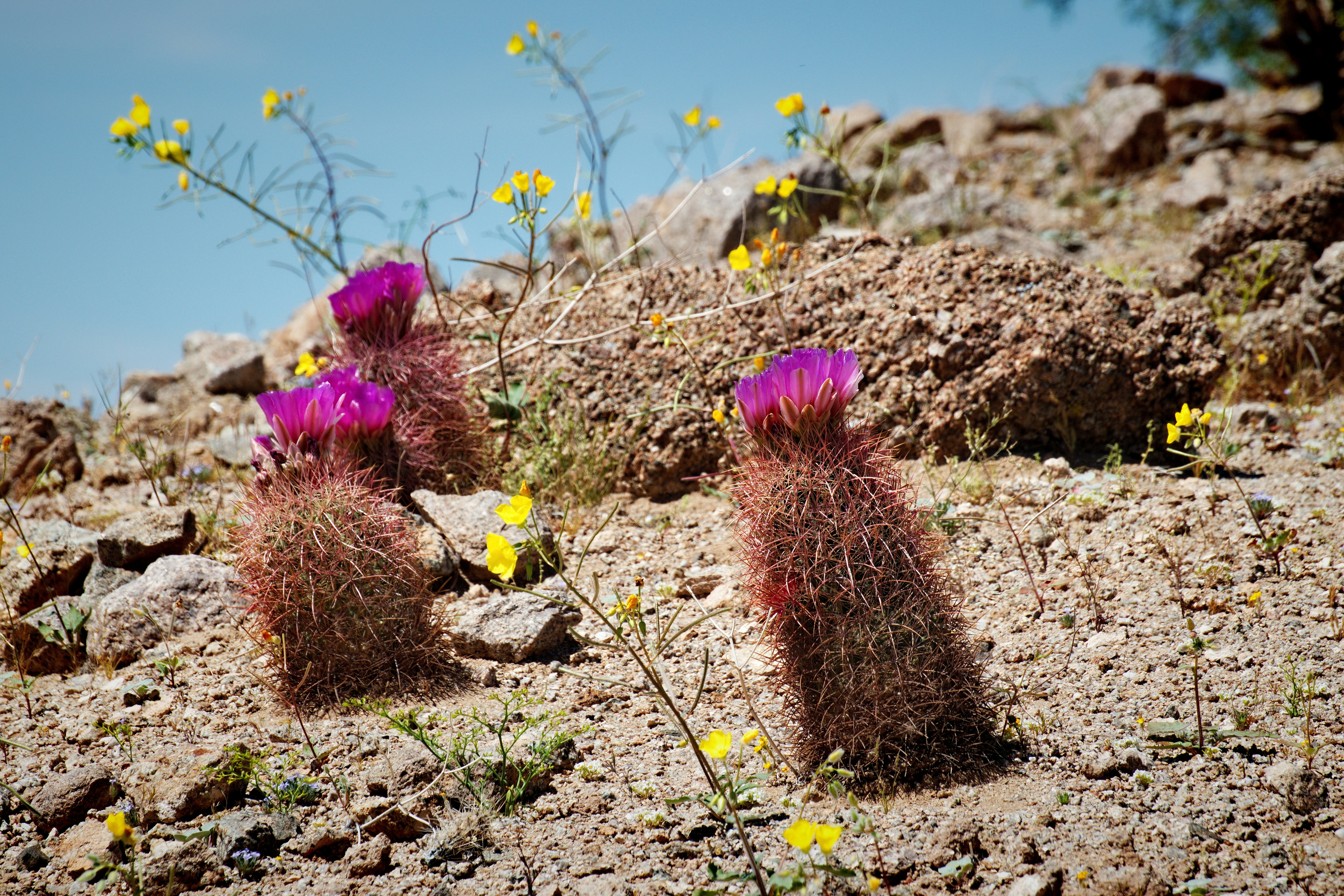Desert Bloom: Purple-Capped Cacti Rise from Sunlit Granite