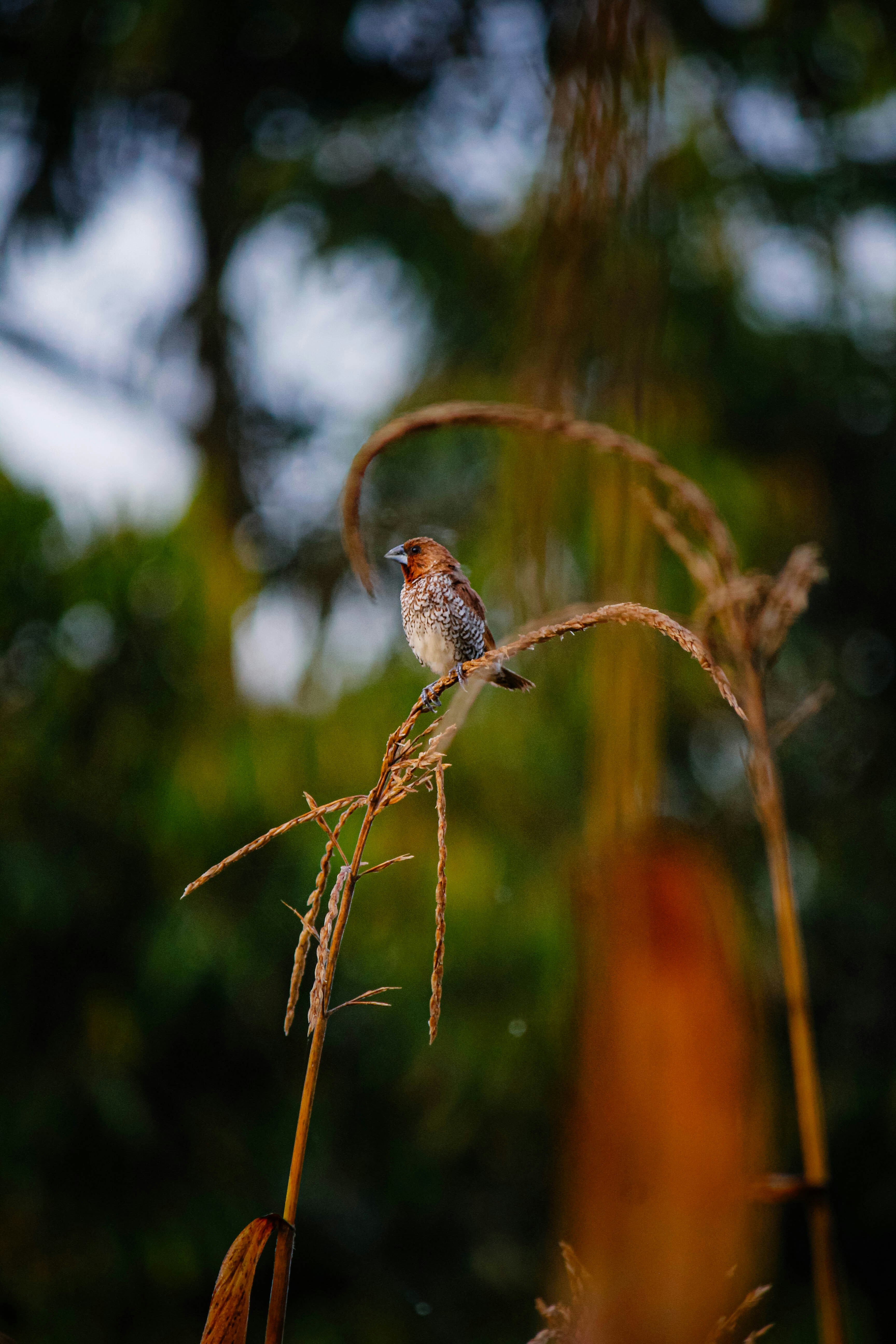 Red-brown Warbler on a Curved Reed in a Green Glade