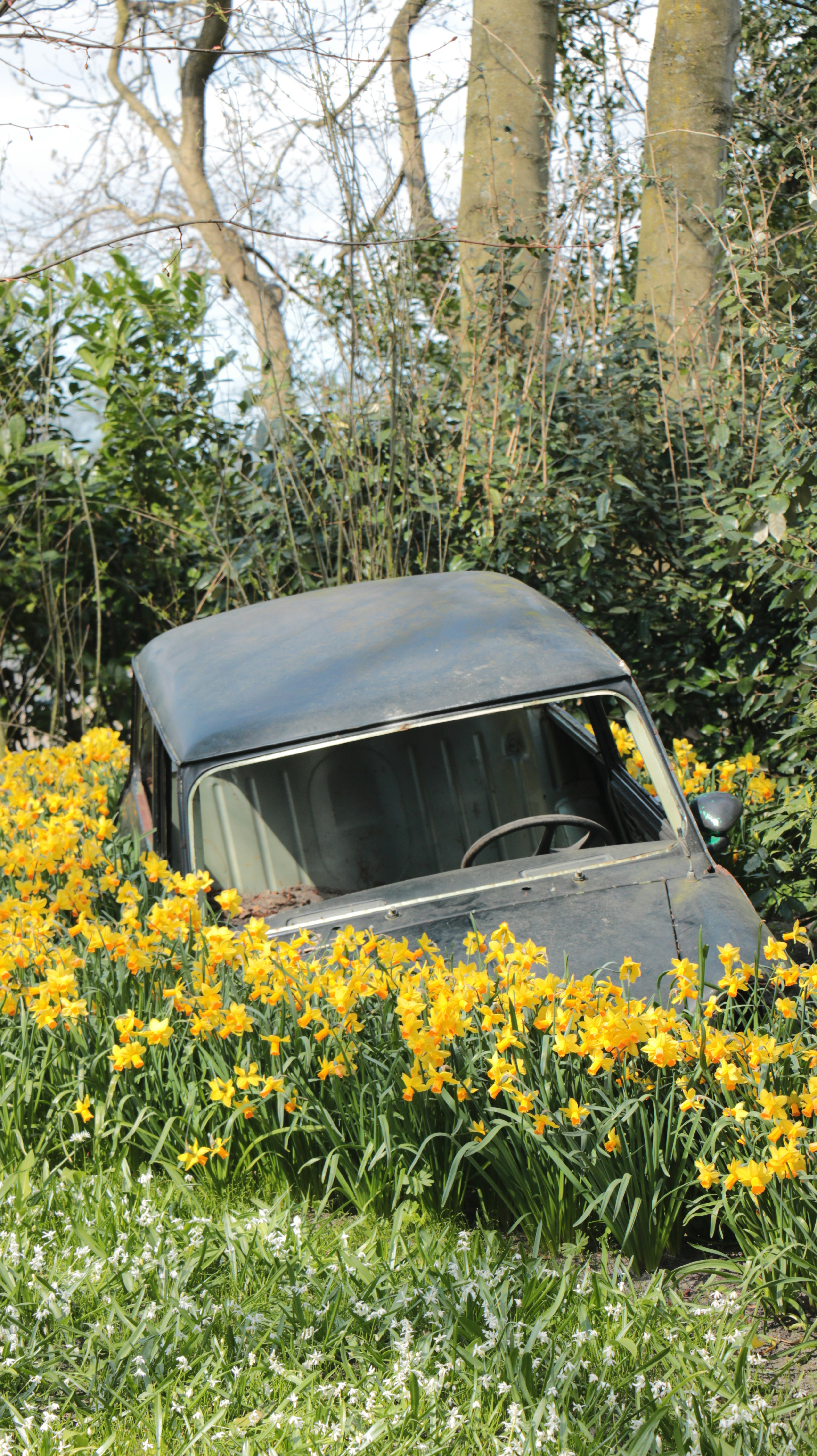 Blue-Gray relic wedged among a sea of spring daffodils