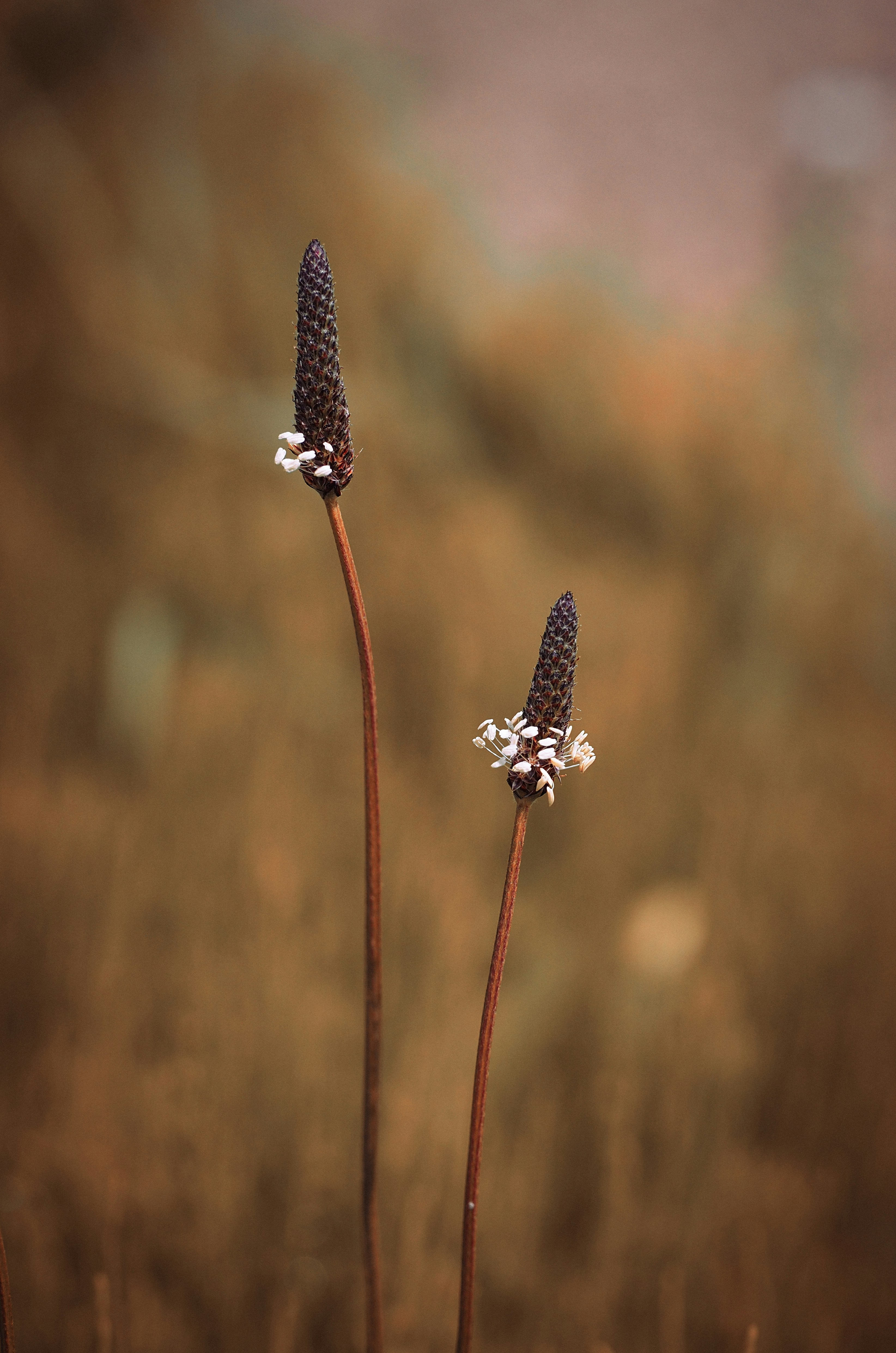 Twin Ember Seedheads in an Amber Meadow