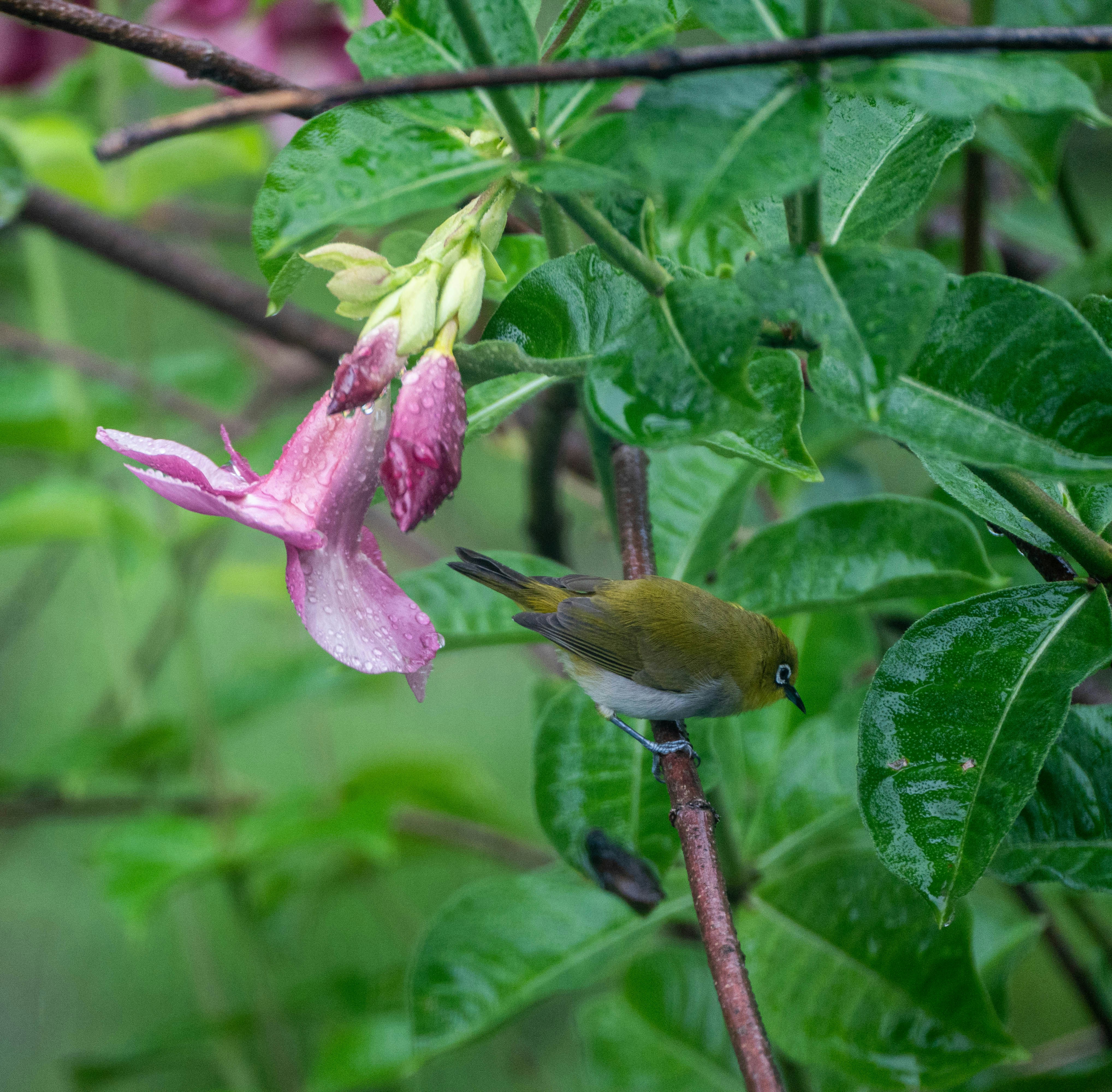 Olive Warbler at Pink Bloom: A Quiet Corner of Spring